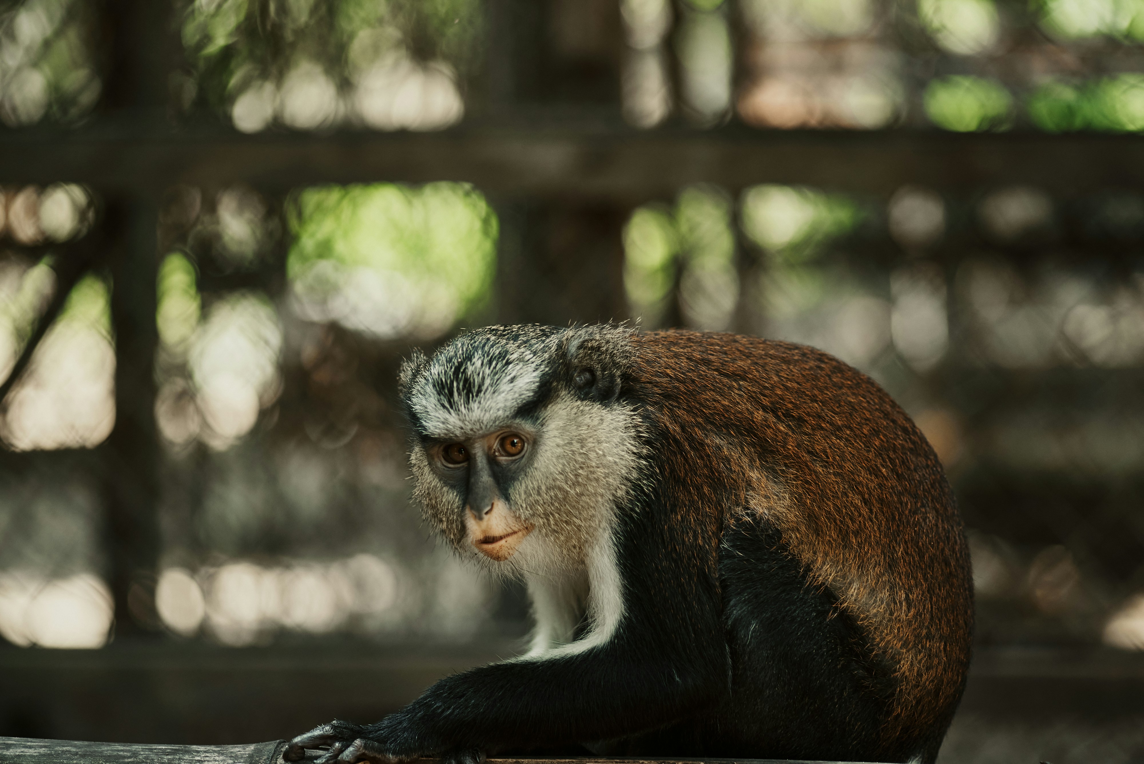 A close-up of a monkey with striking facial features, set against a blurred natural backdrop. The intricate details of its fur and expression convey a sense of curiosity.