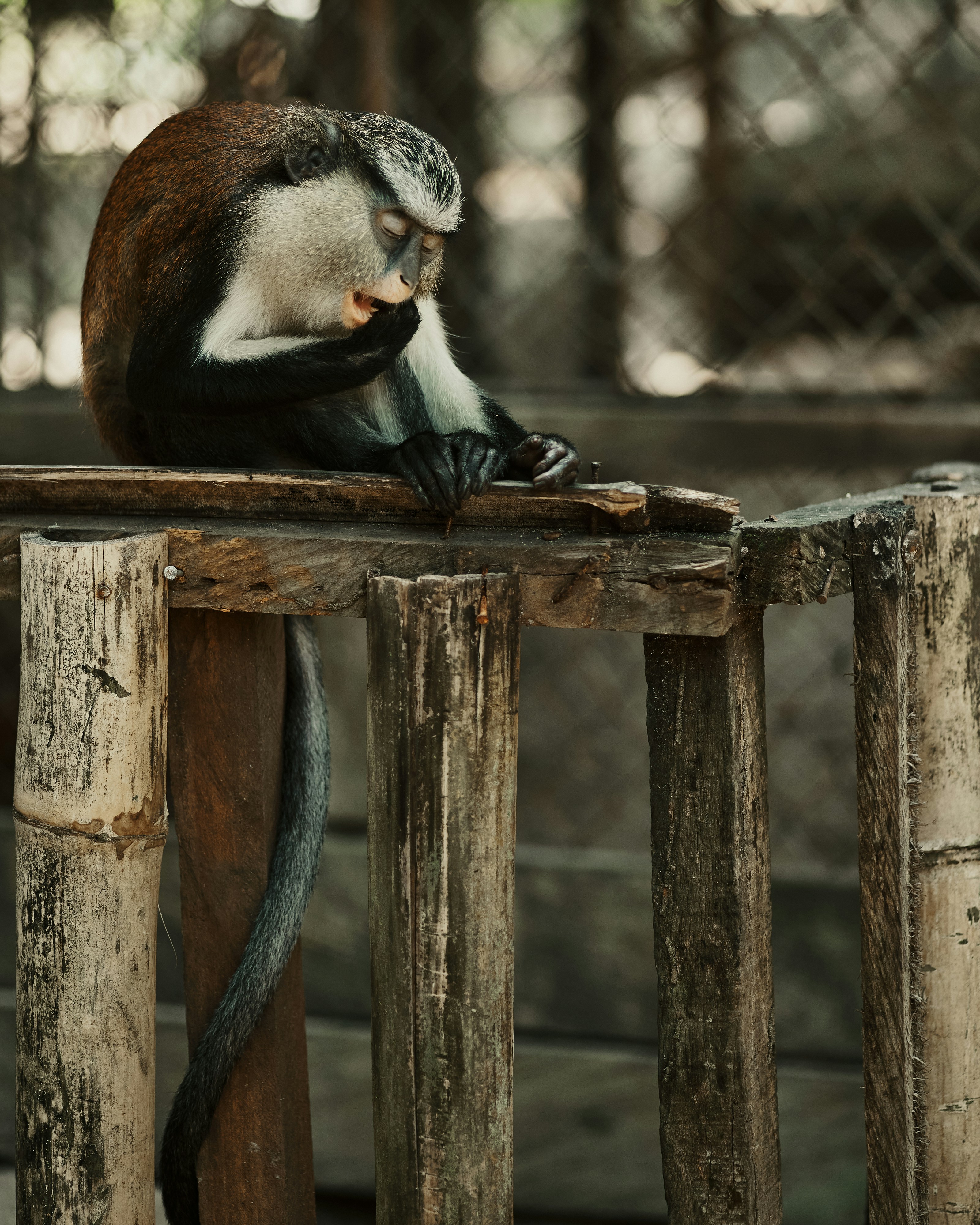 A monkey sitting thoughtfully on a wooden perch, grooming itself in a serene environment. The natural setting enhances the subject's introspective demeanor.