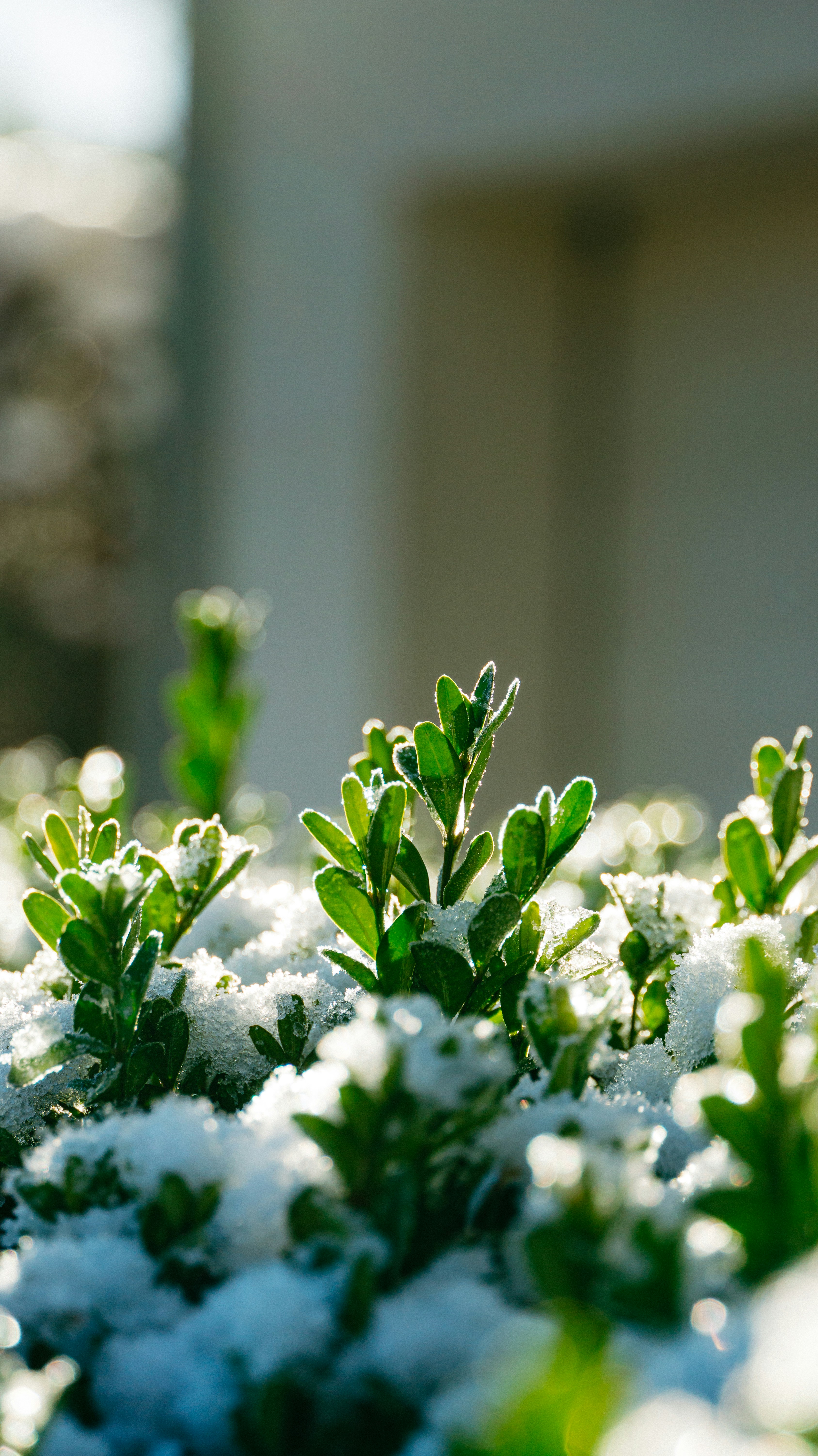 a close up of a plant with snow on it