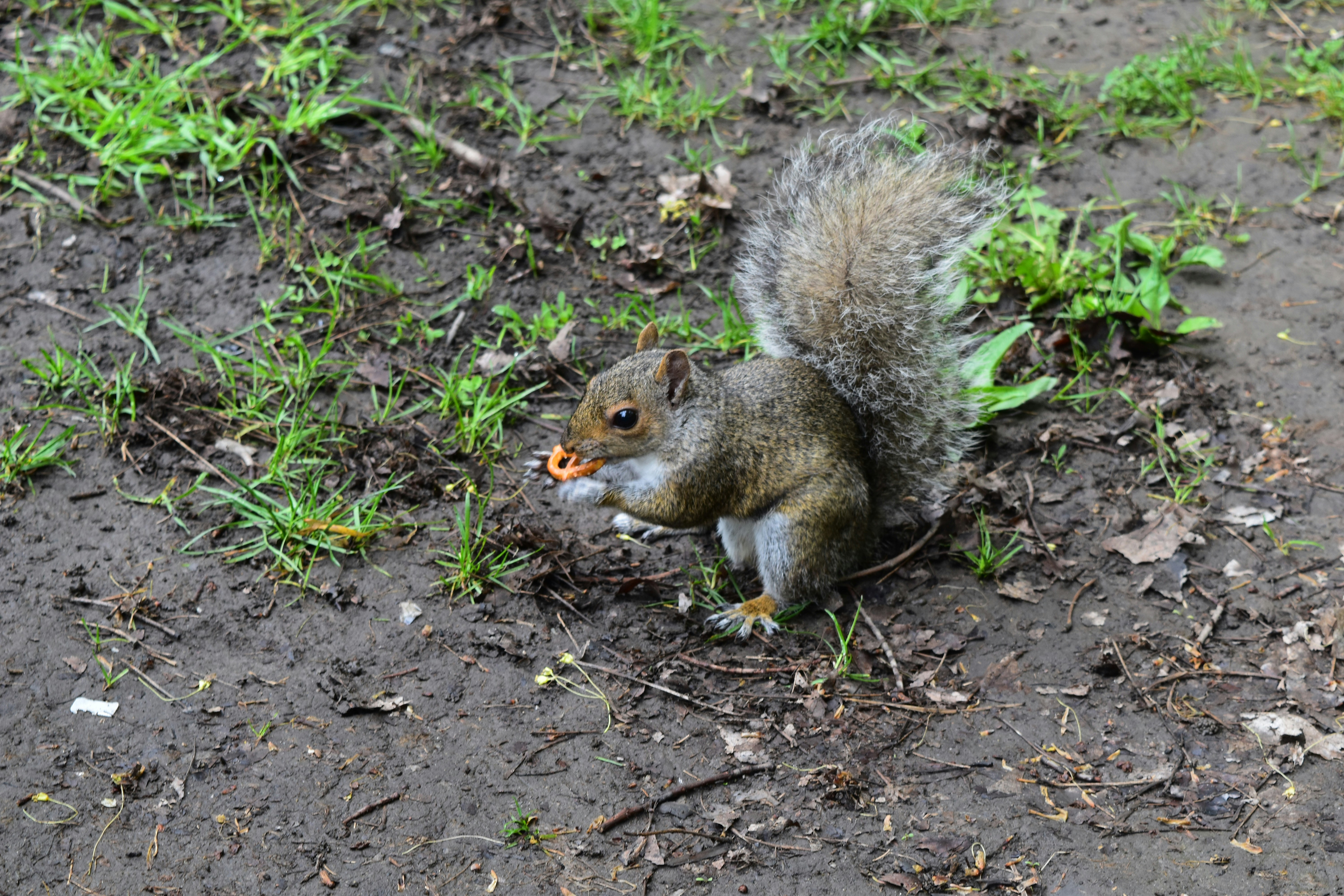 Gray squirrel holding a snack while standing on the ground amidst green grass and soil.