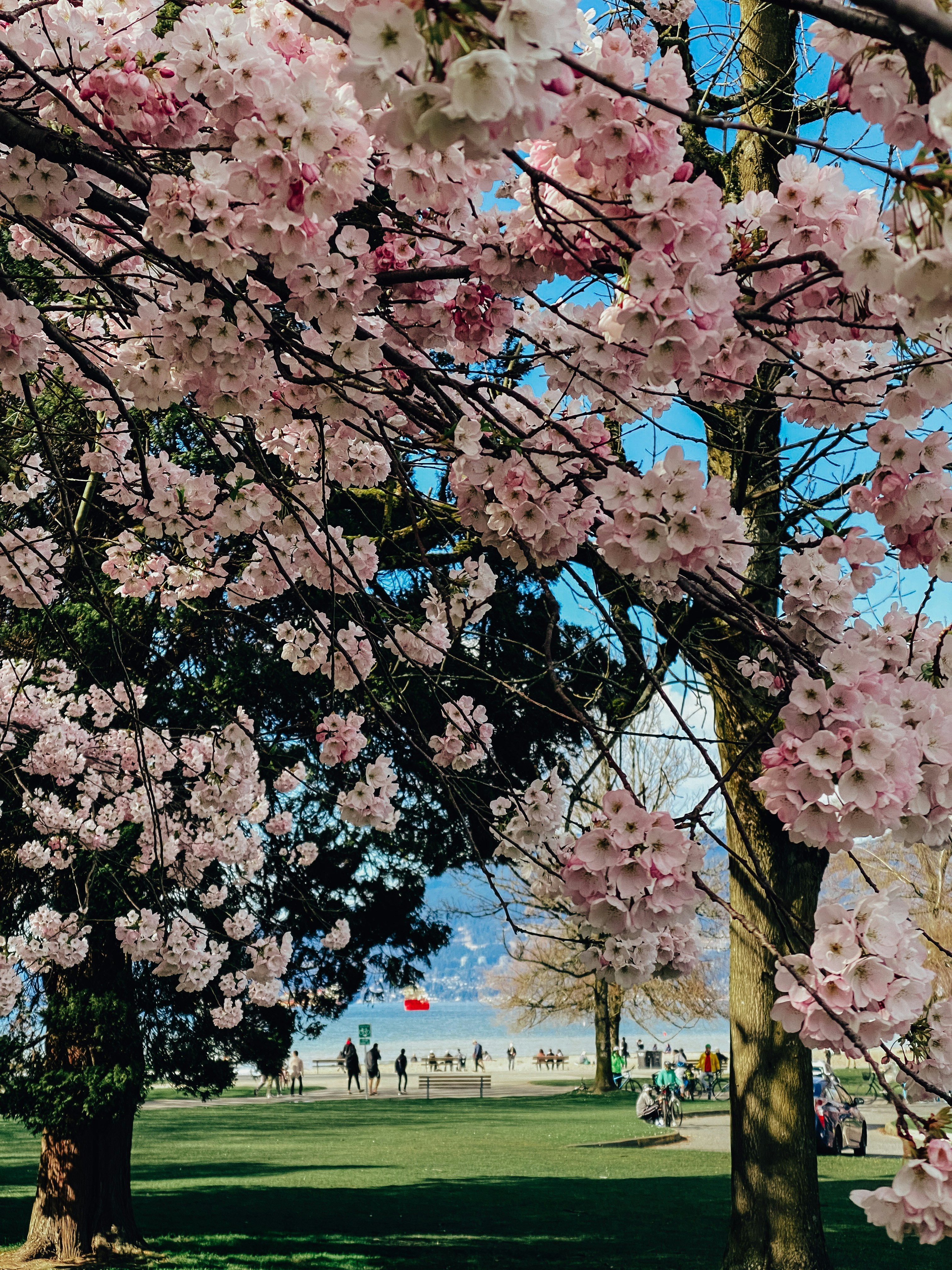 Pink blossom canopy over a sunny park