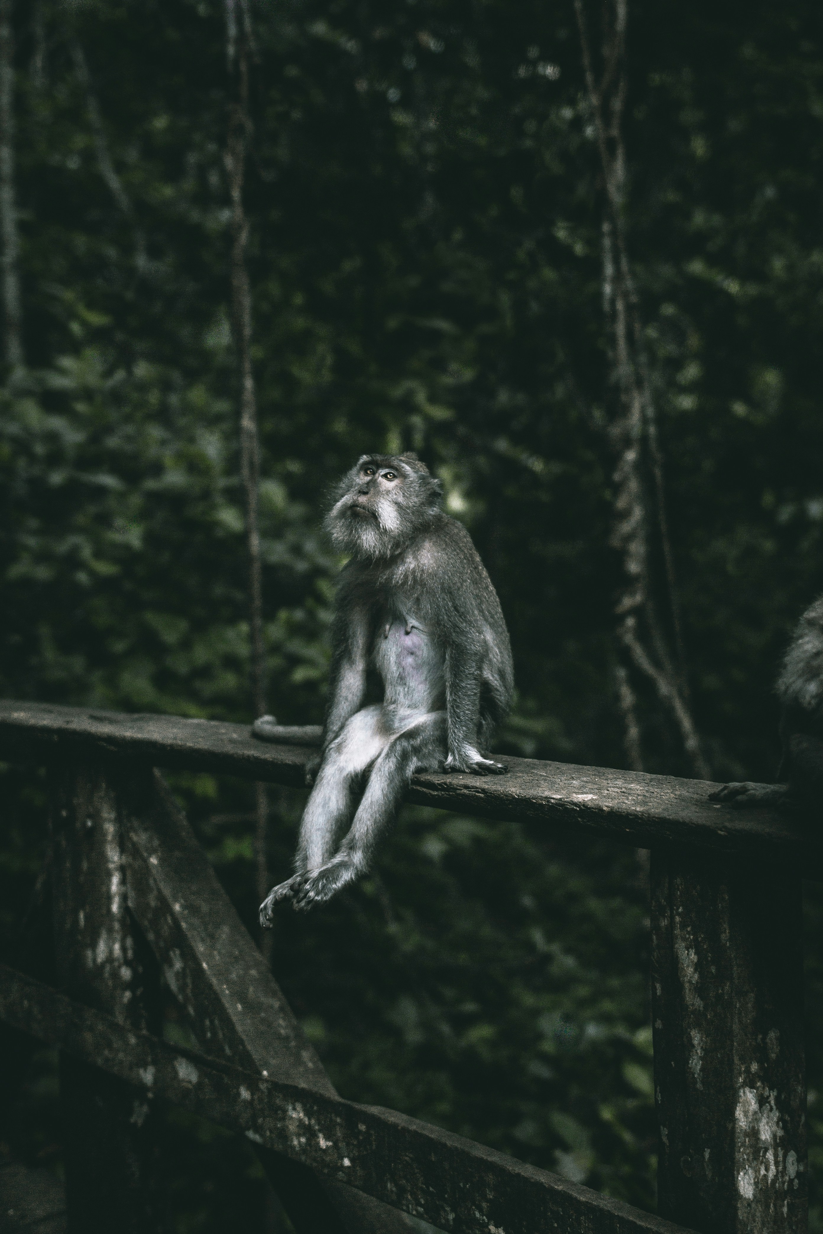 A monkey that is sitting on a rail photo – Free Indonesia Image on Unsplash