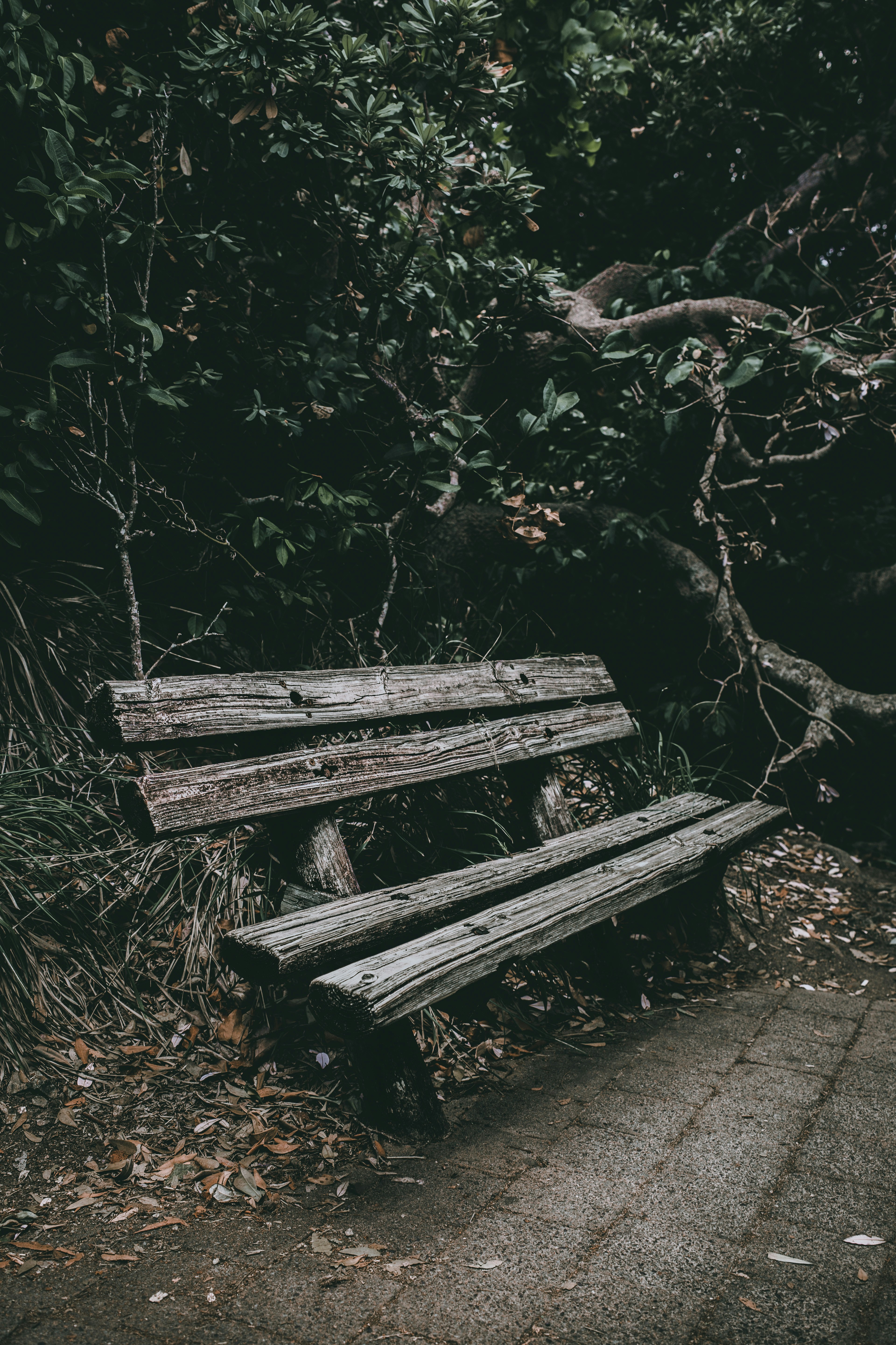 Wooden bench  | a wooden bench sitting in the middle of a forest