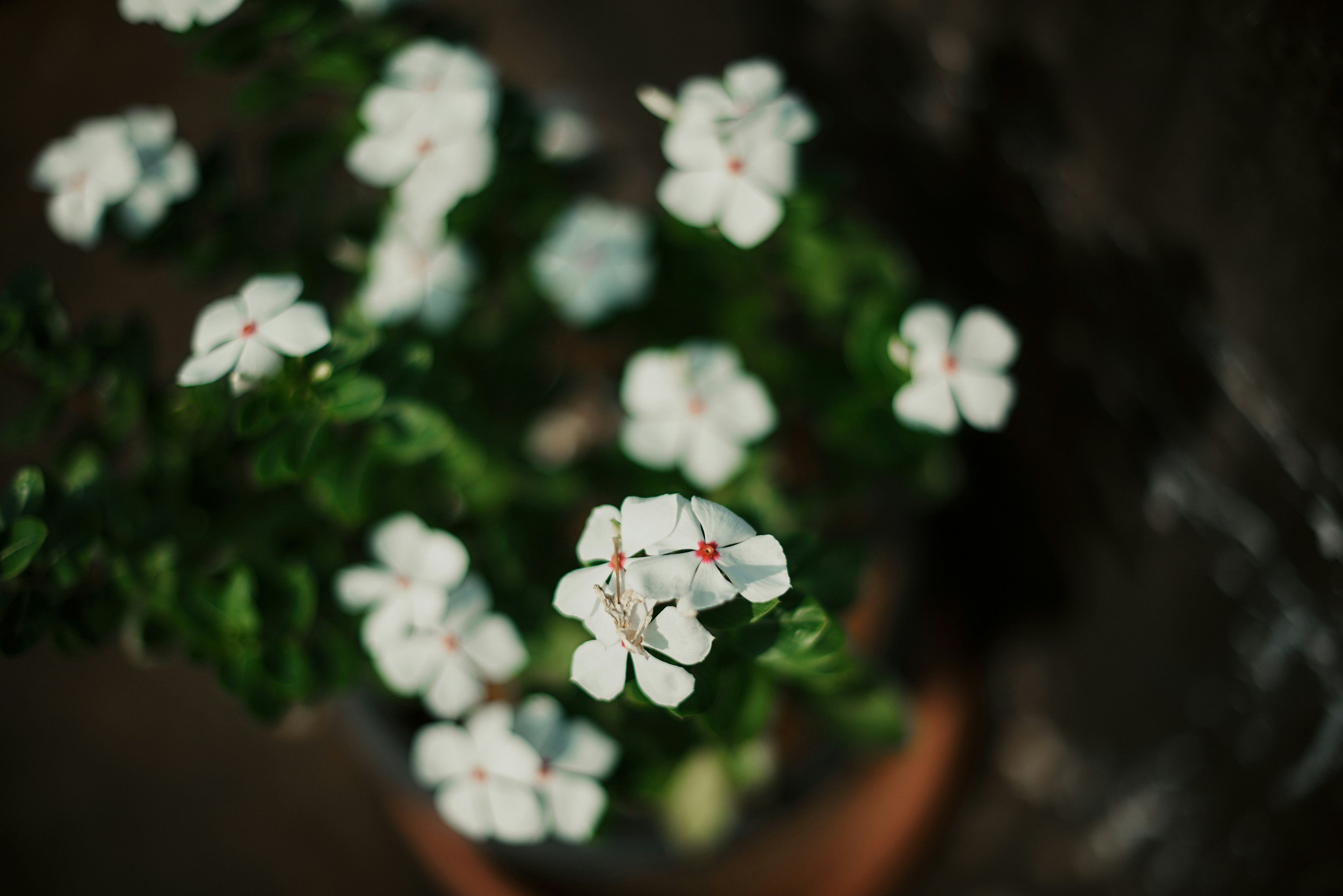 Central Bloom in Focus: A lone white four-petaled flower with a crimson center in a terracotta pot