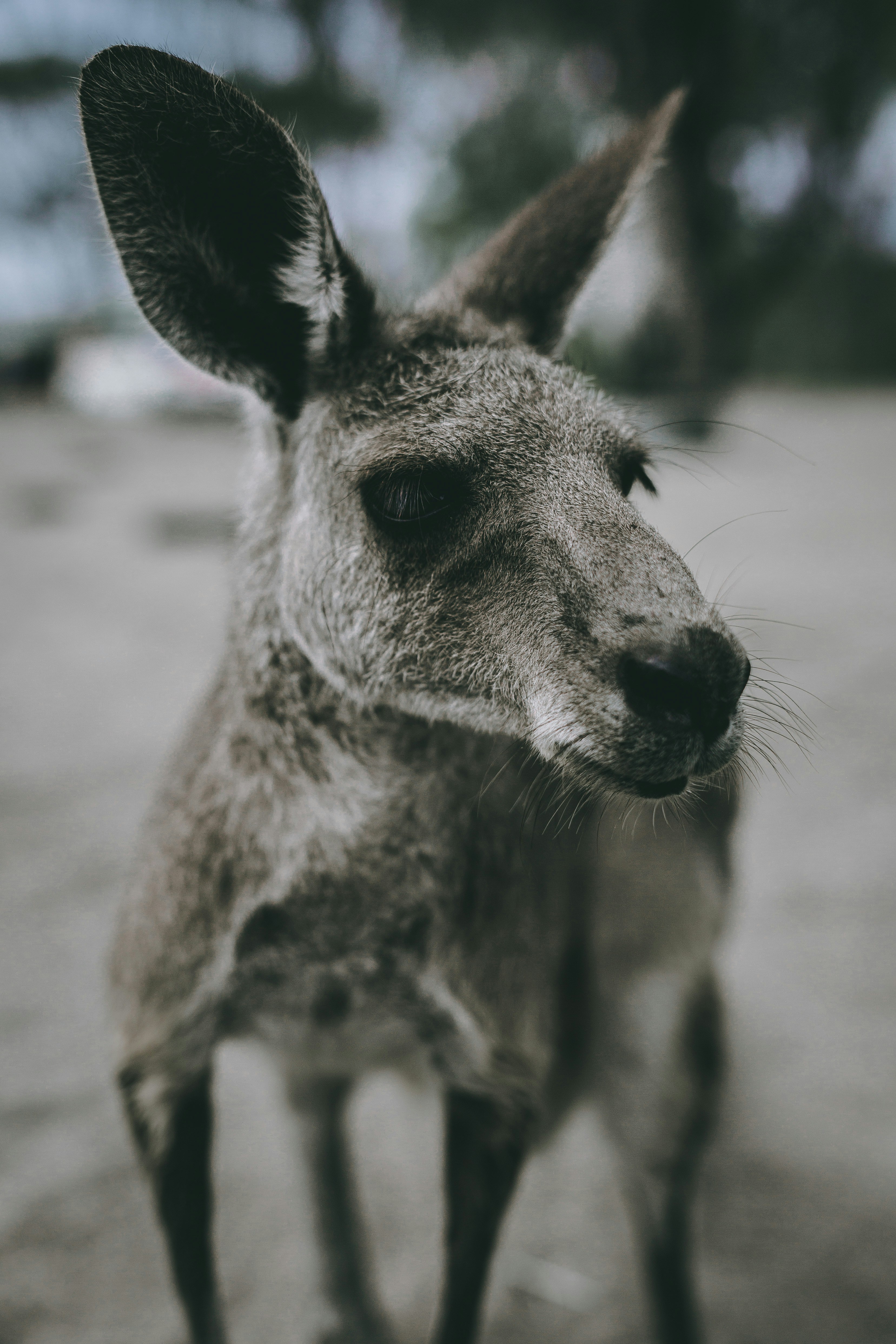 A close-up of a kangaroo showcasing its inquisitive expression in a natural setting.