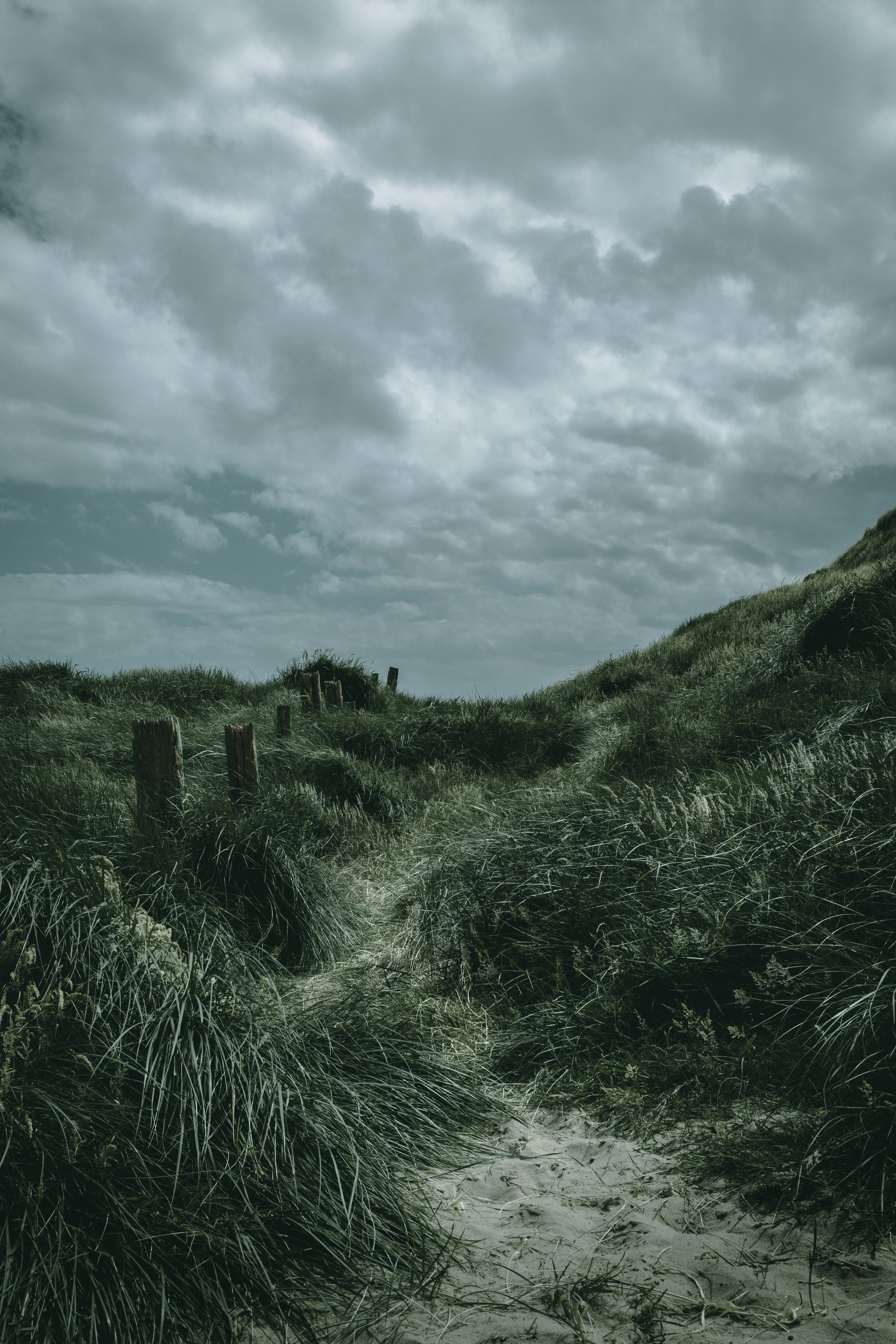 Whispers of the Wind: A Path Through Nature's Embrace