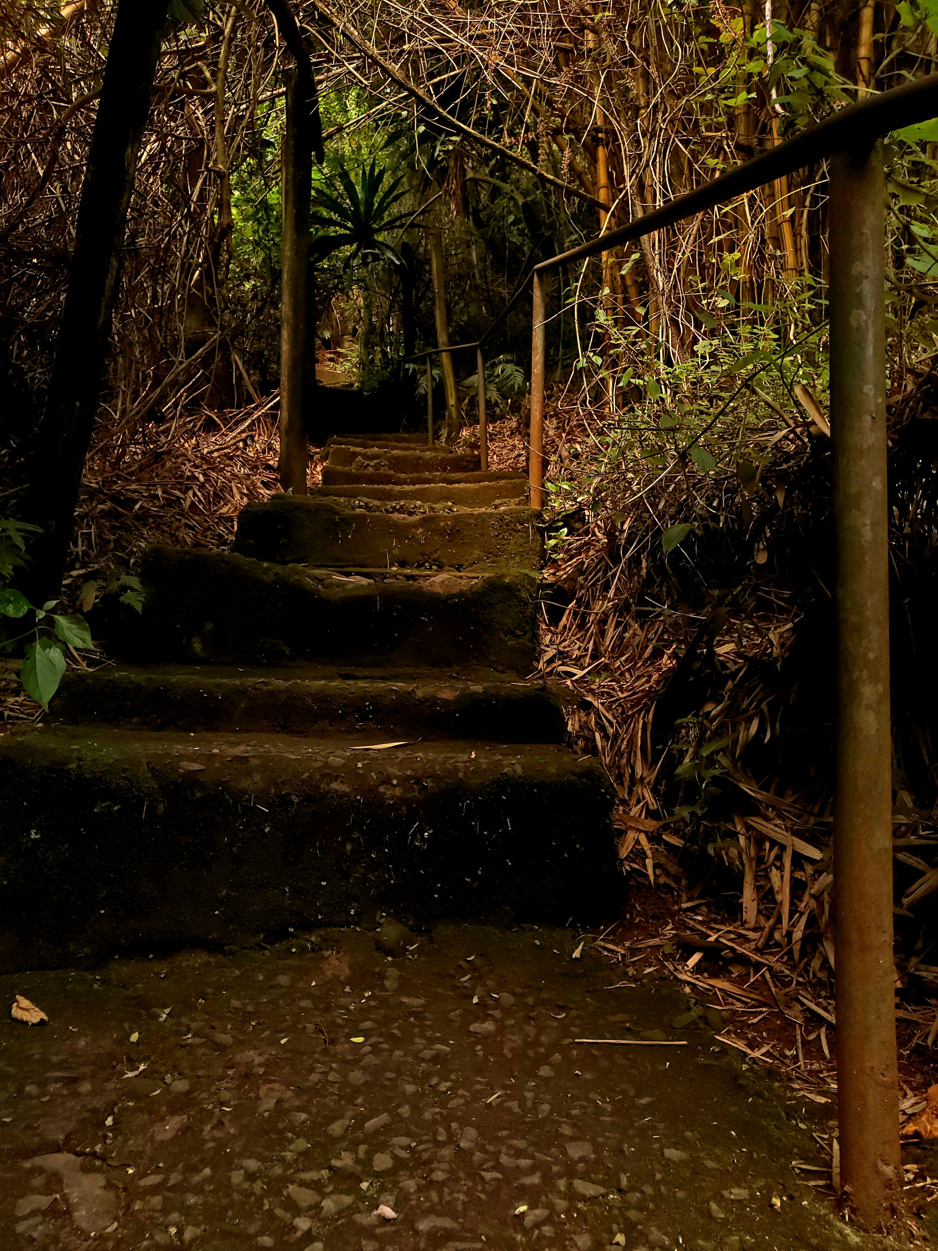 A set of steps leading up to a forest photo – Free Outdoors Image on ...