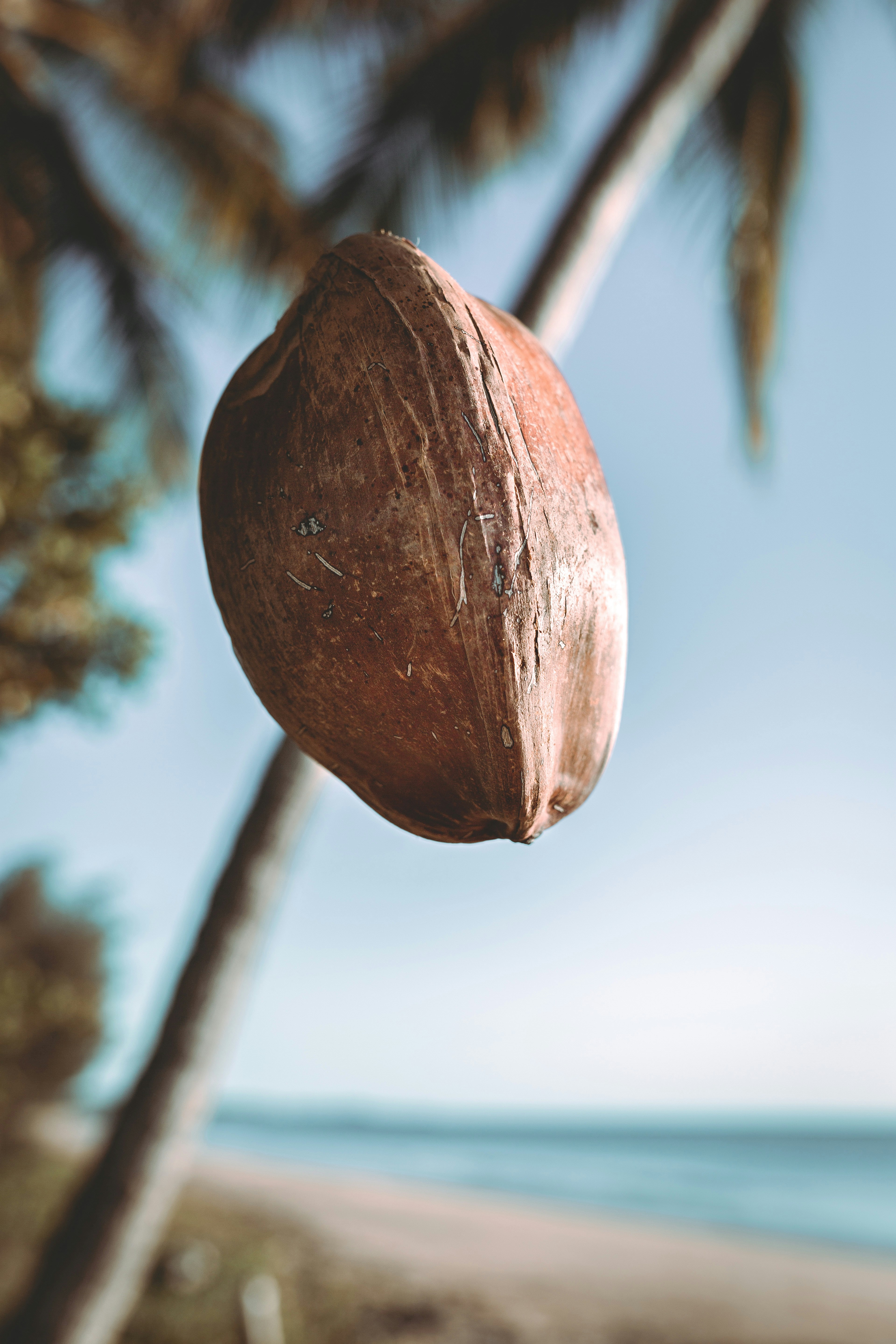 A close-up of a coconut hanging from a palm tree, with a blurred beach and ocean in the background.