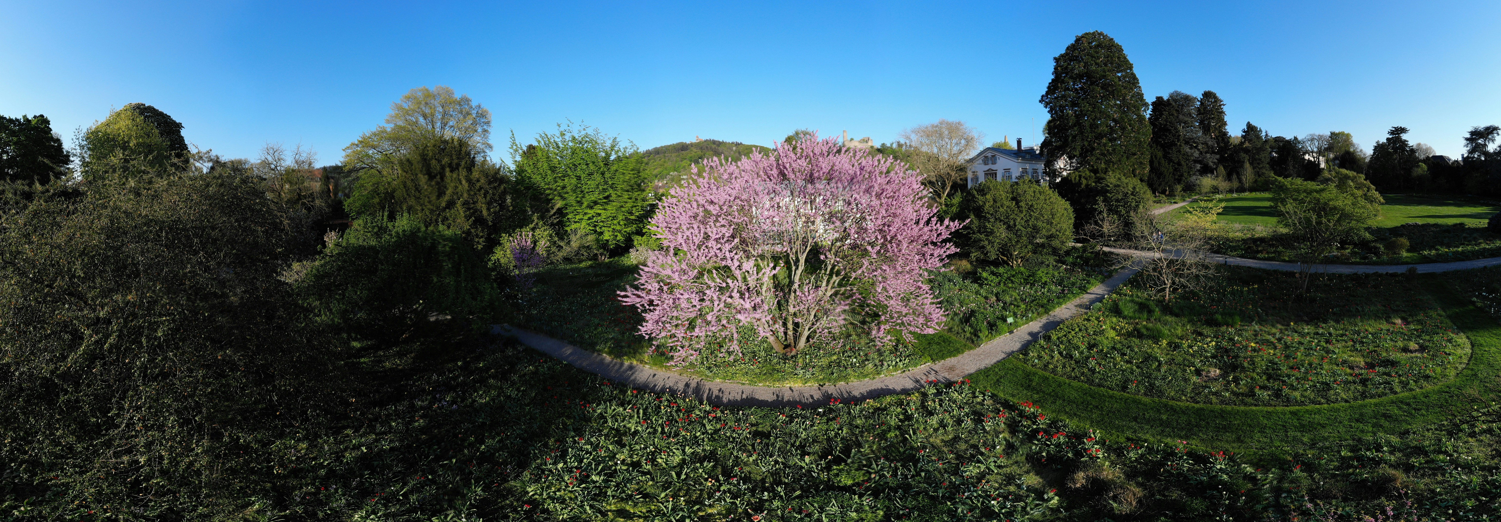 The Blush Crown: Pink-Cherry Tree Anchoring a Park Panorama