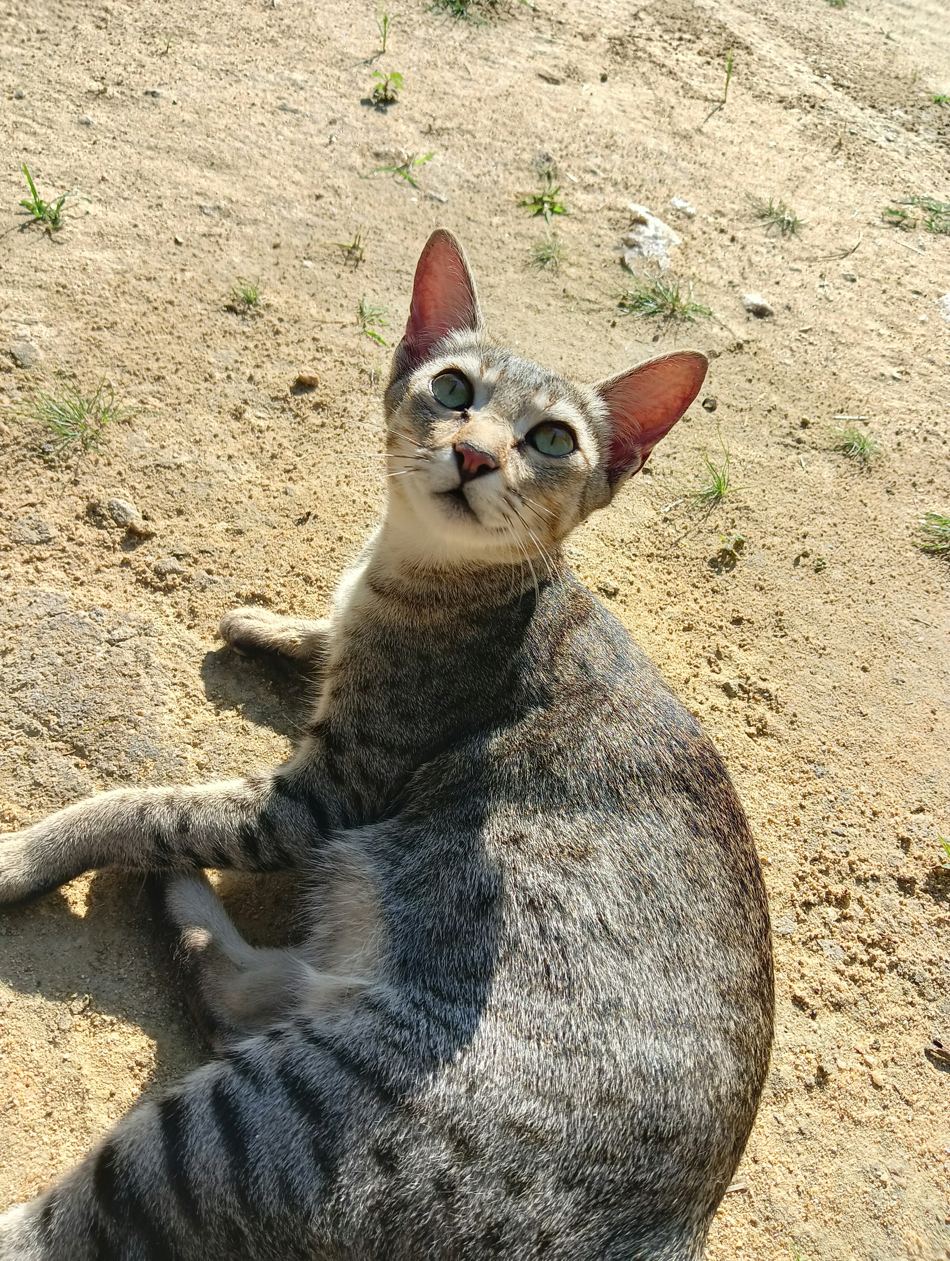 Curious Cat Under the Sun: A Gentle Look Up