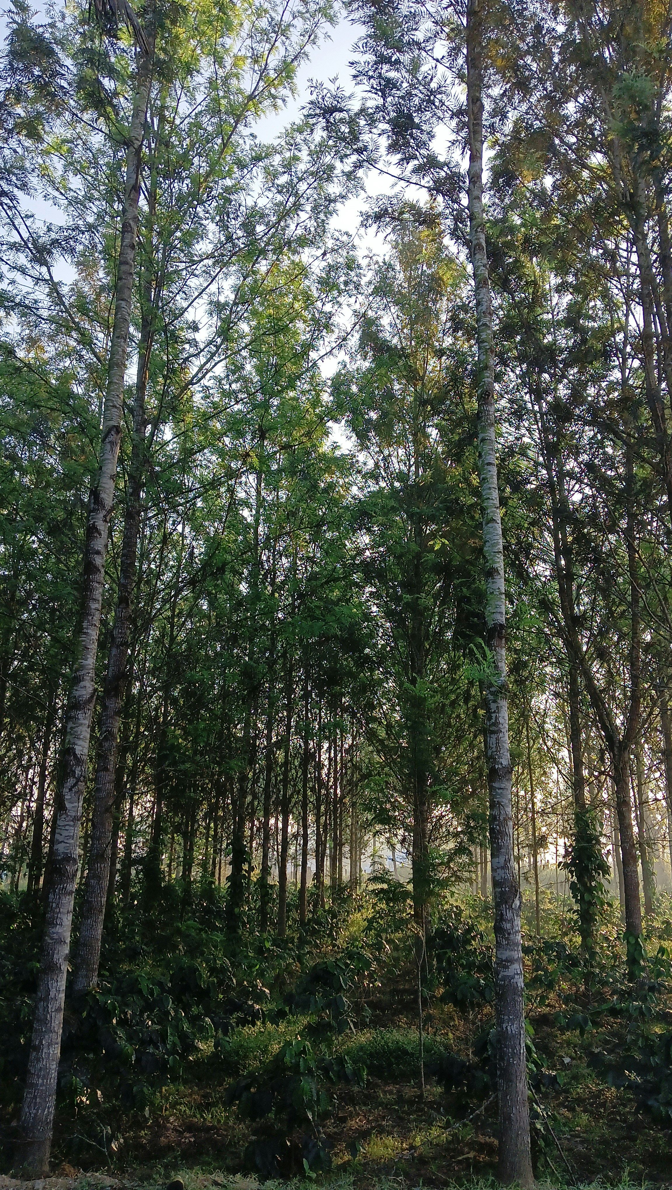 Sample photo from Realme 8i