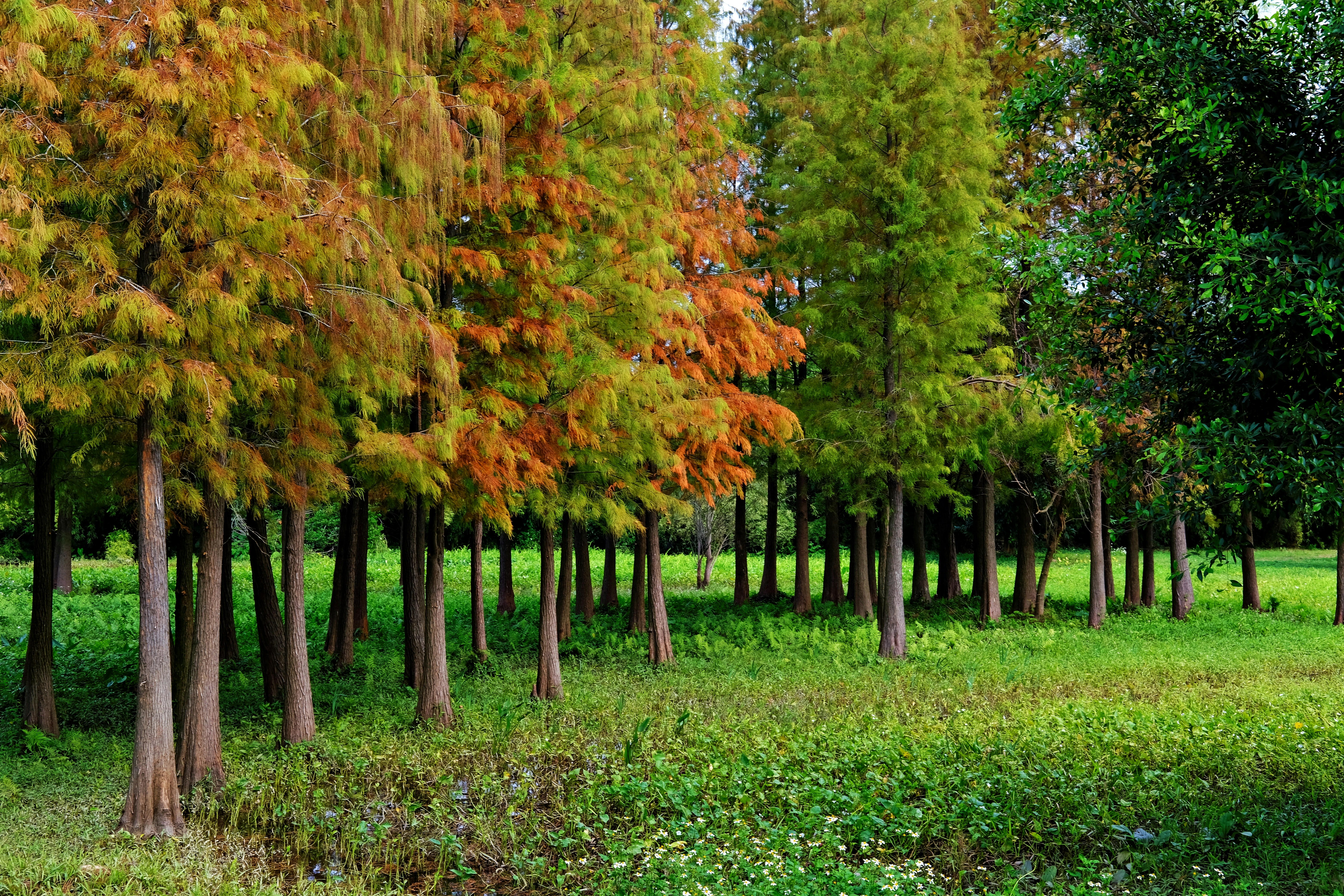 a group of trees that are standing in the grass