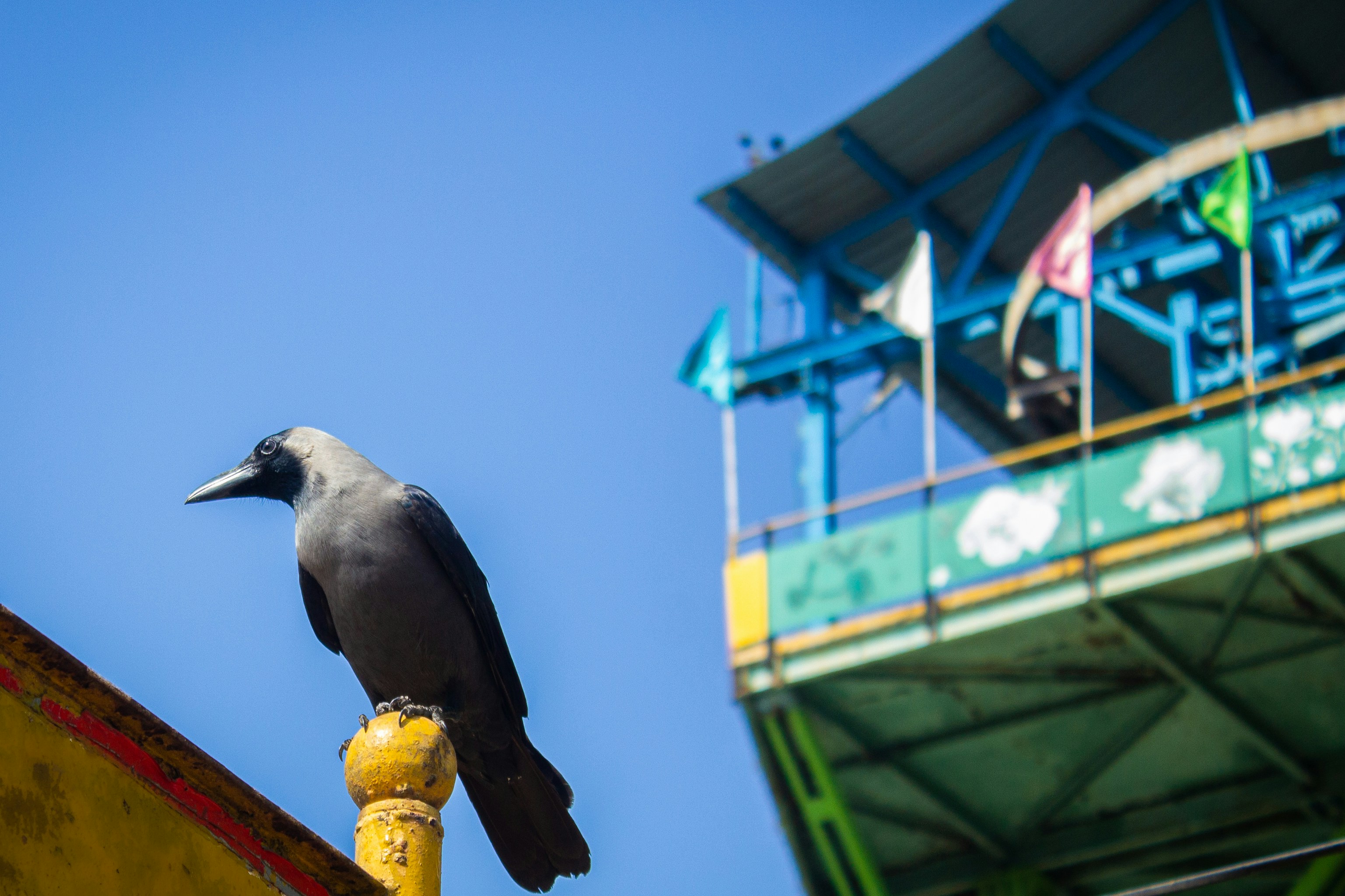 Cobalt Sky Vigil: Crow Perched on a Neon-Yellow Post by the Harbor Platform