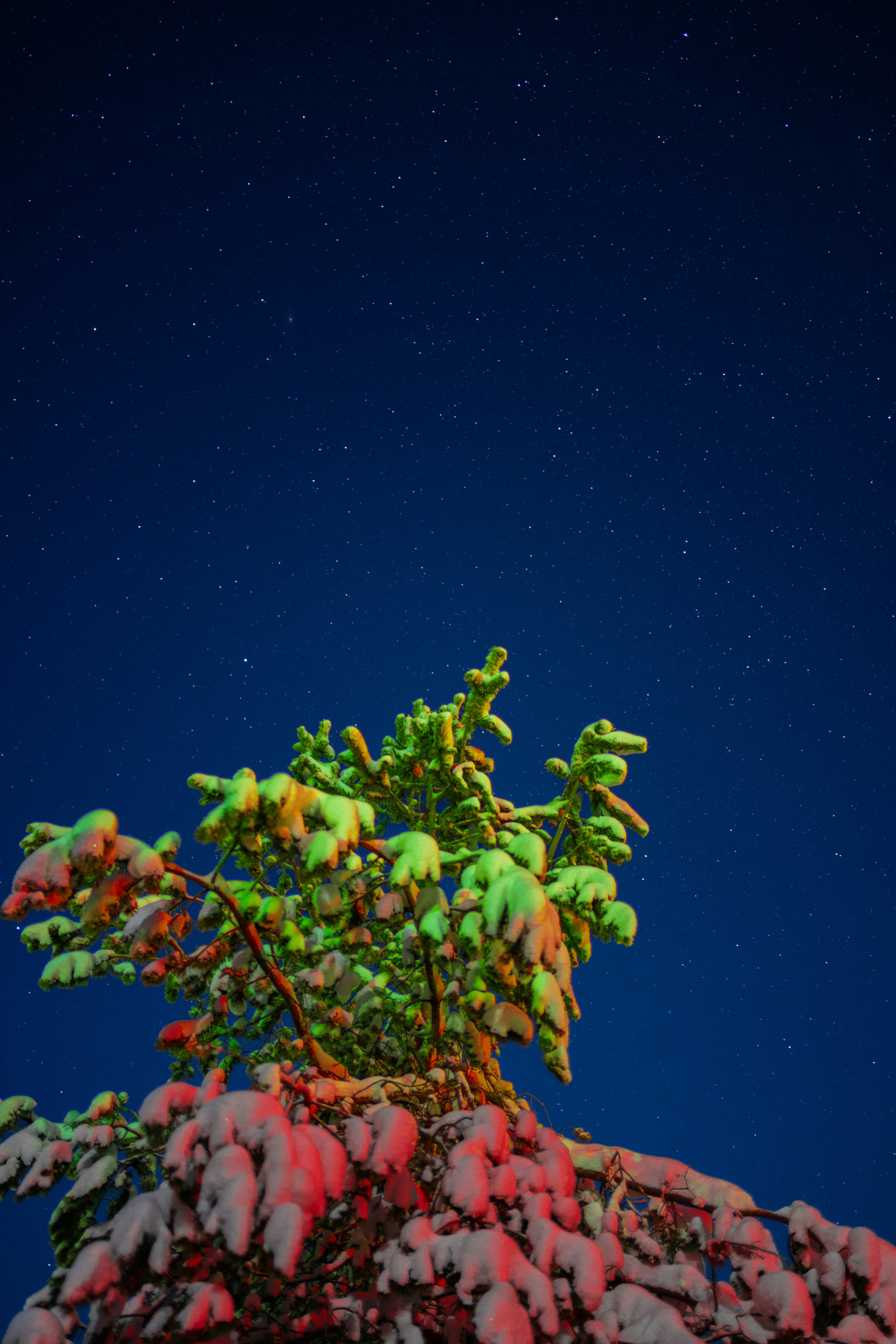 Snow-Kissed Pine Under a Velvet Night Sky Spangled with Stars
