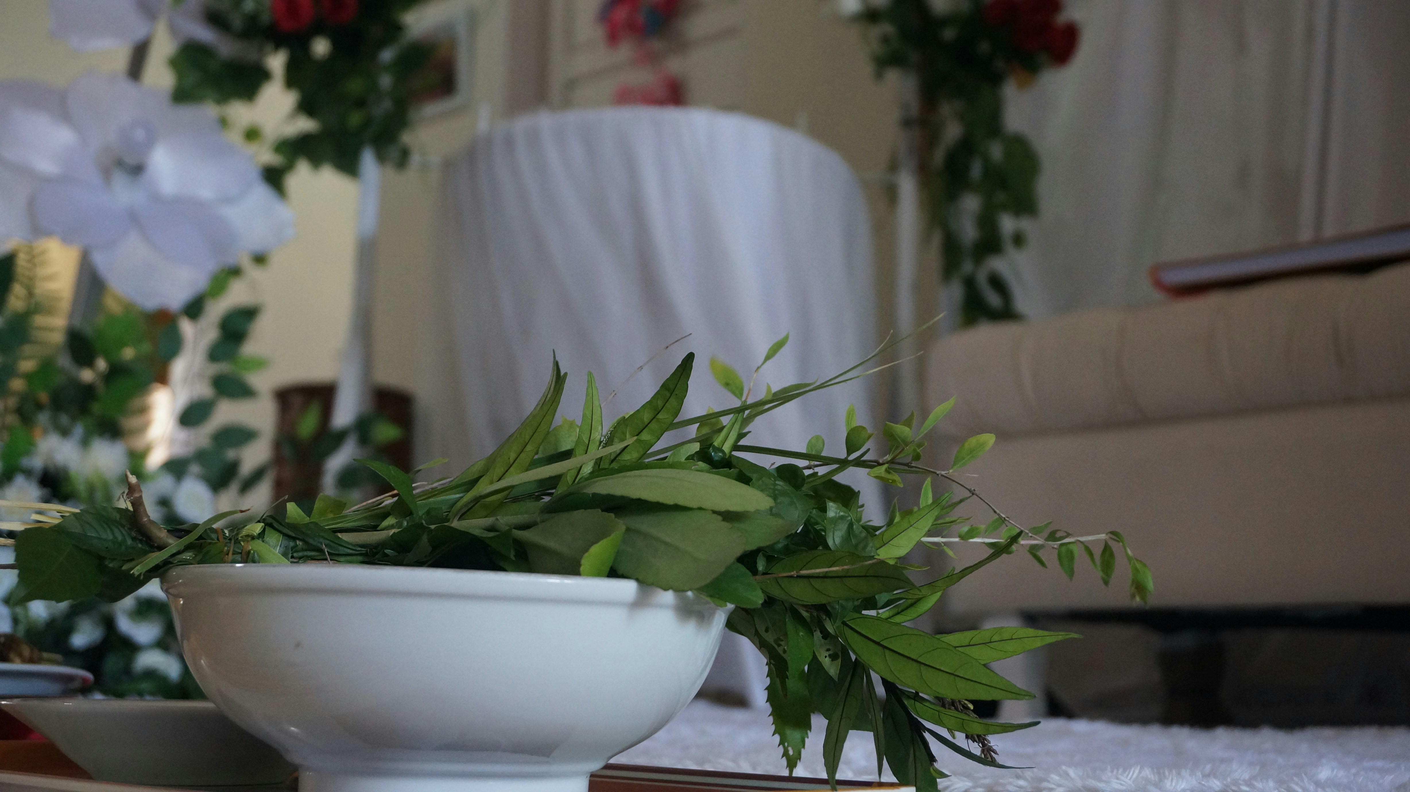 Greenery in a Living Room Still Life