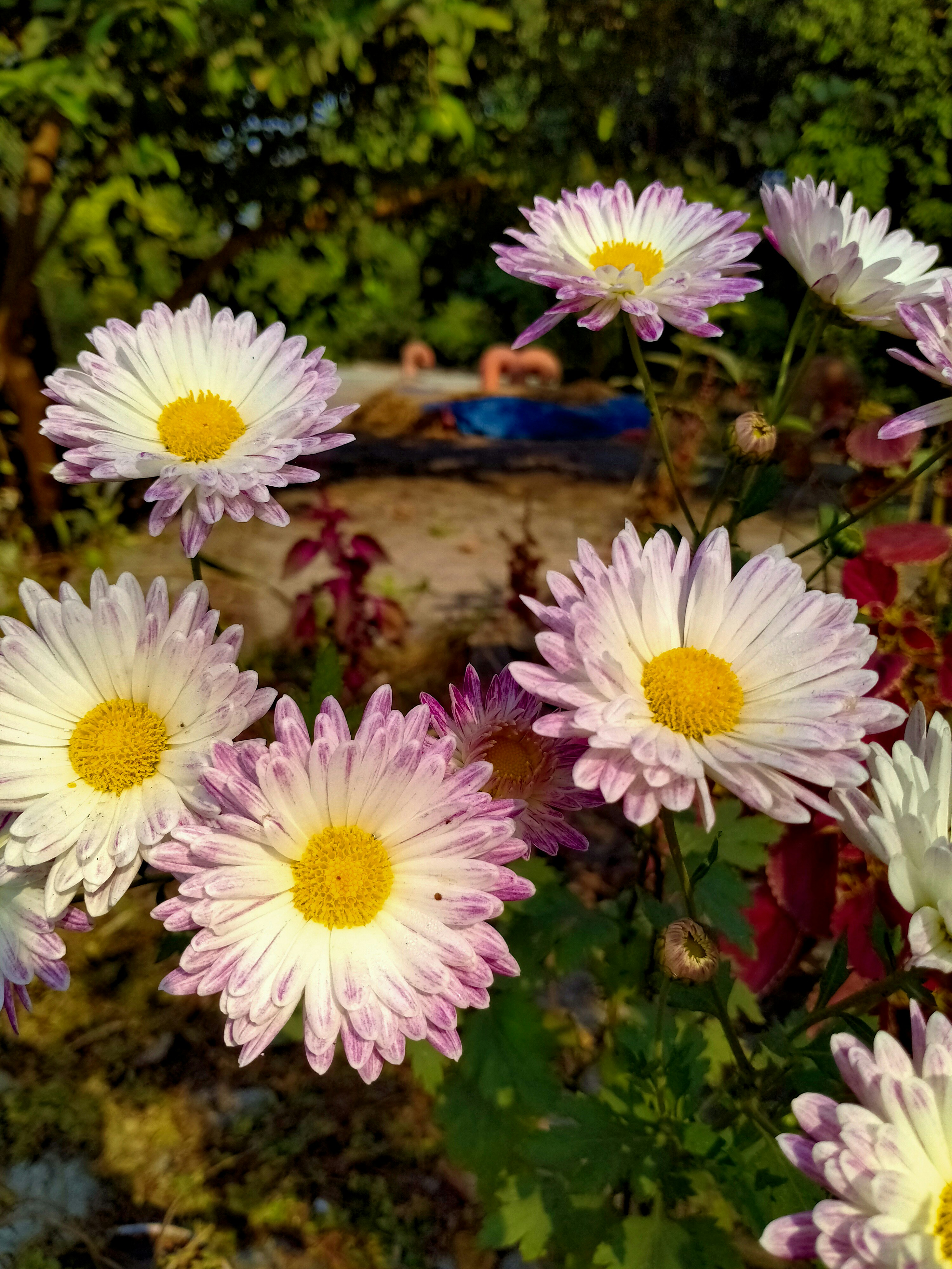 Delicate white and pink daisies bloom vibrantly amidst a lush garden backdrop. The soft sunlight enhances their colors and details.