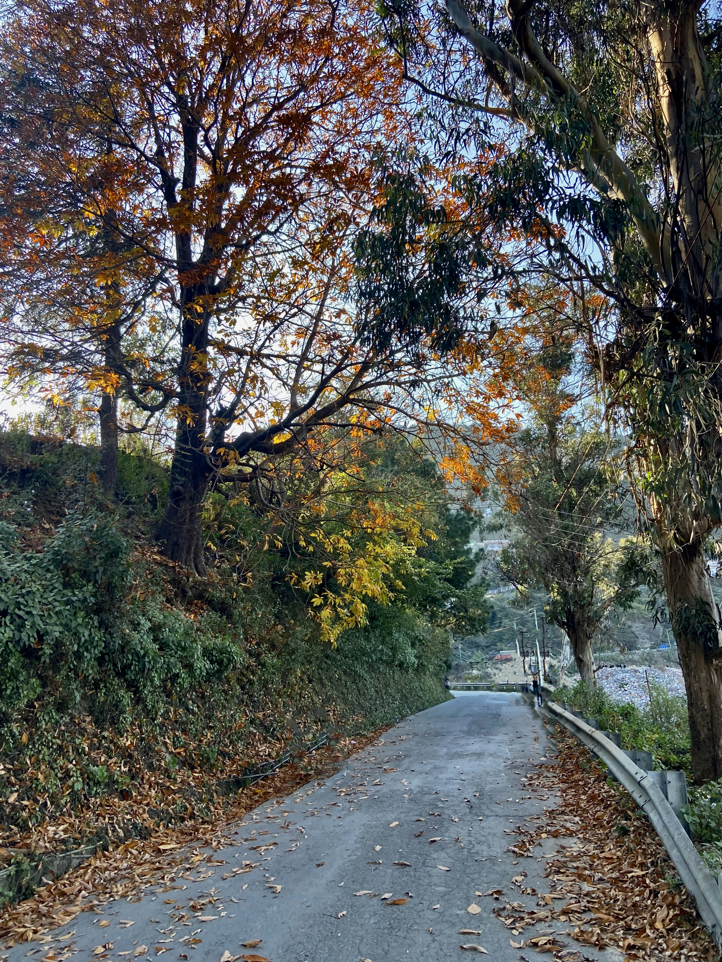 Vanishing Point Through an Autumn-Leaf Tunnel