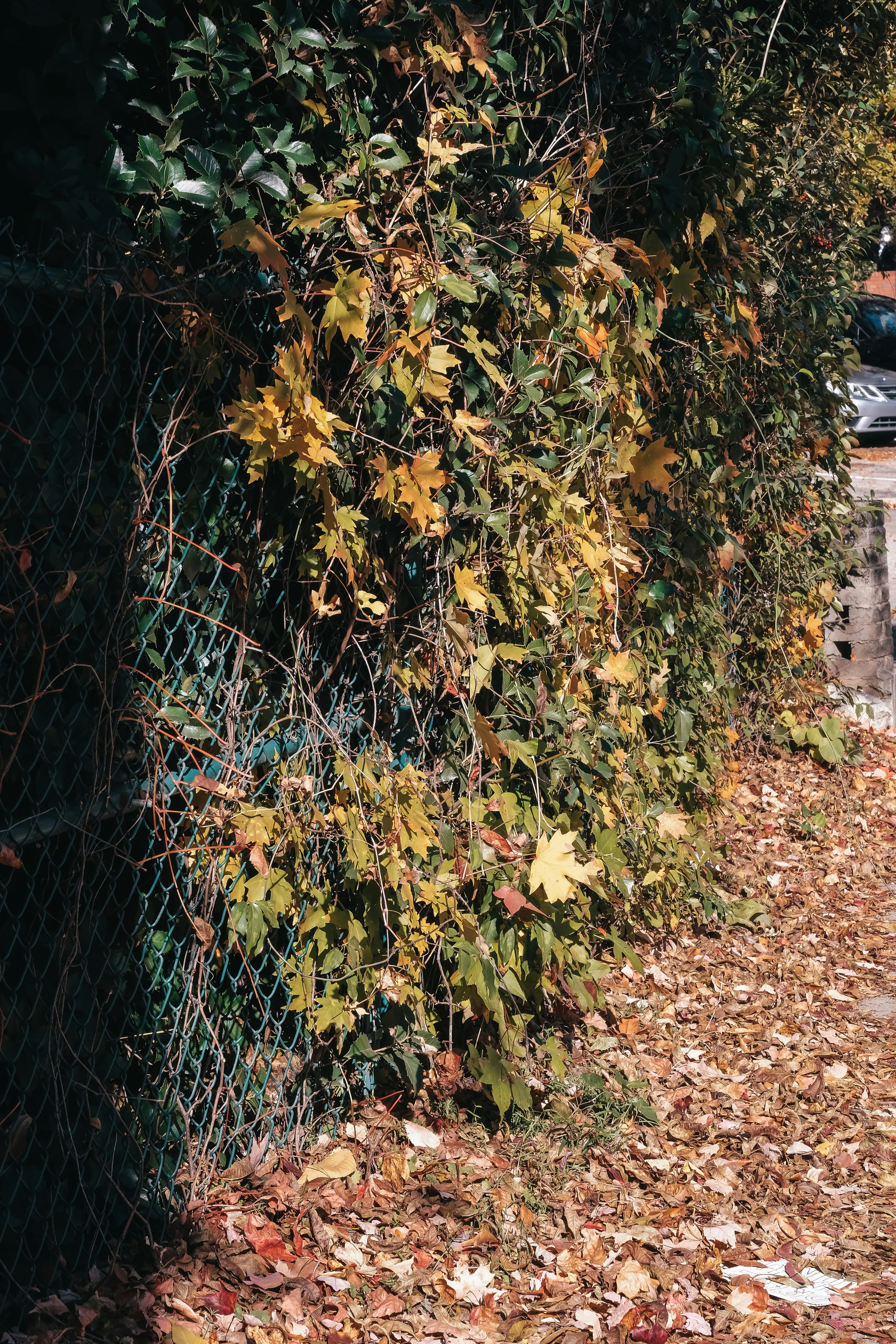 Autumn Ivy Clings to a Chain-Link Fence Along a Leaf-Strewn Street