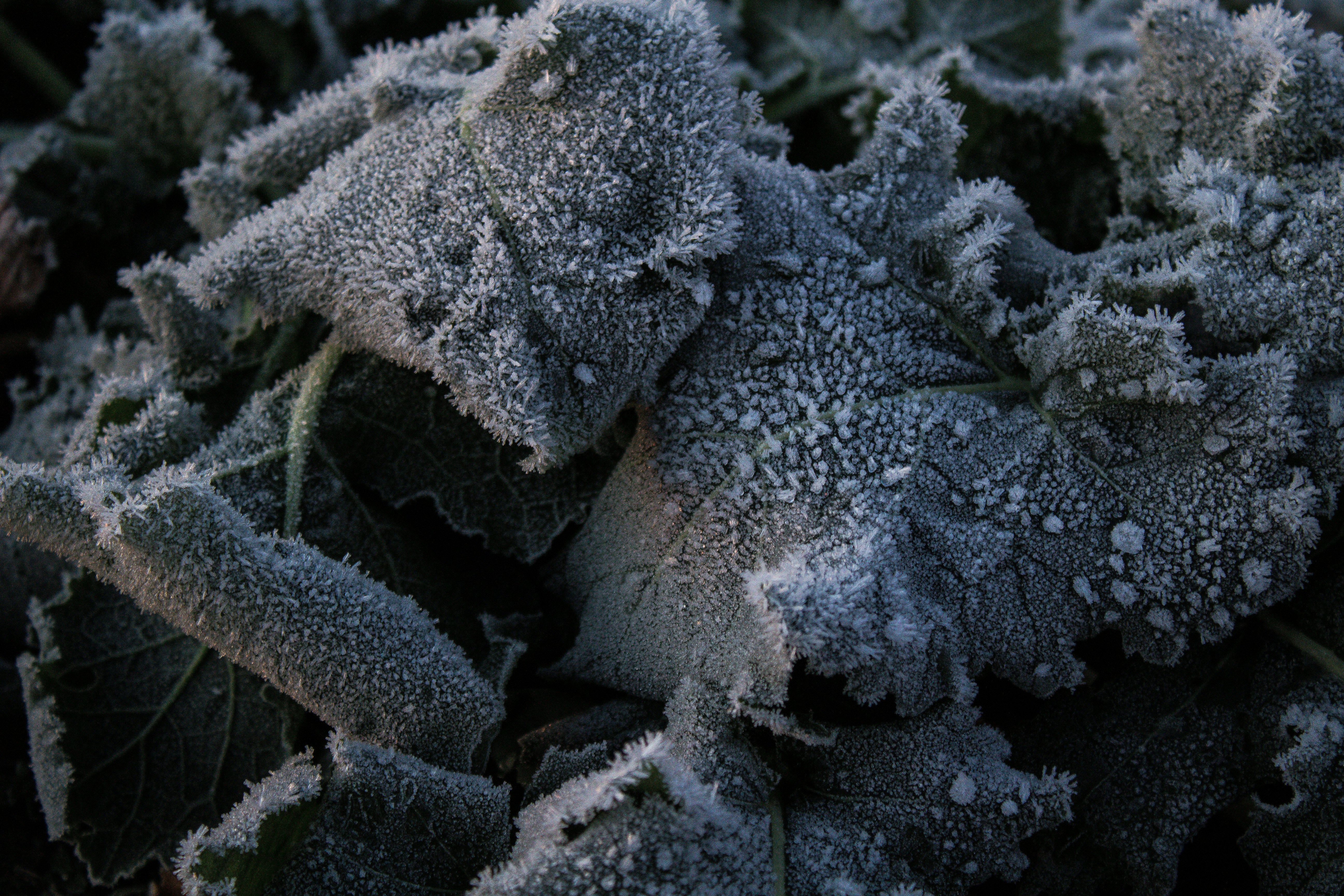 Ice Lace on Frosted Leaves in a Quiet Winter Glow