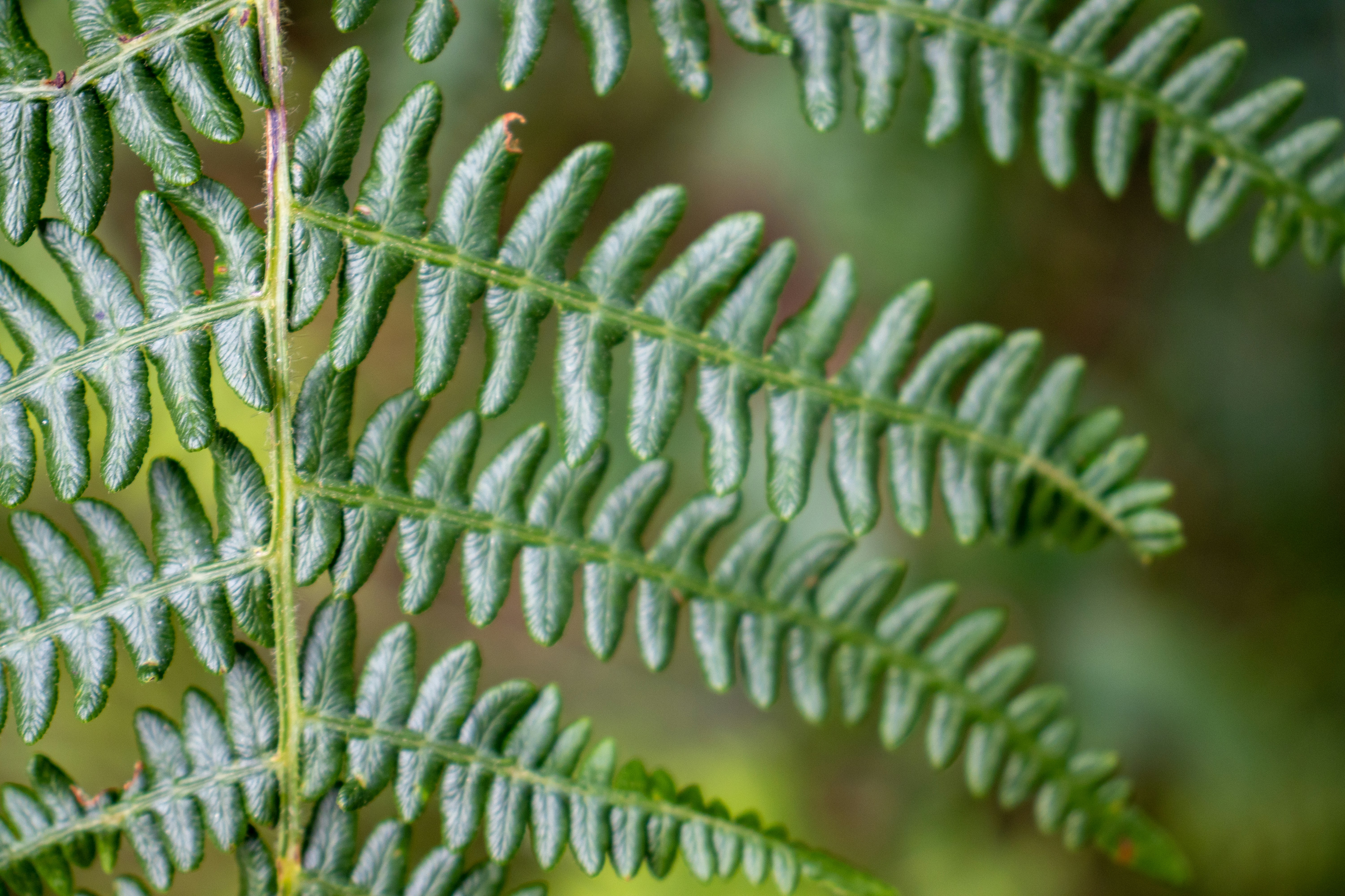 Close-up of vibrant green fern fronds showcasing intricate textures and patterns. The lush foliage creates a serene backdrop.