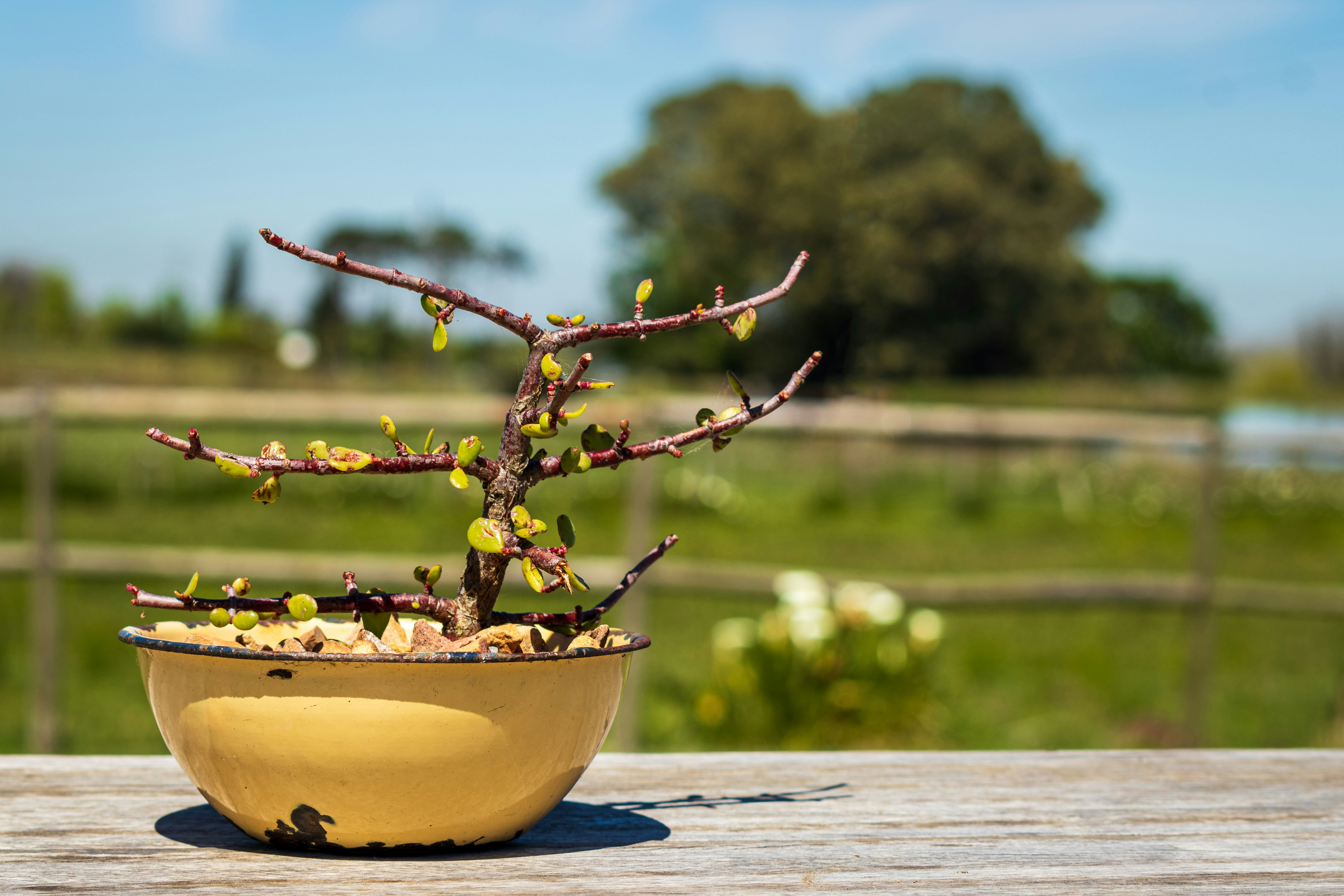 Small pot plant in yellow enamel pot on a table with a wooden fence and trees in the background 