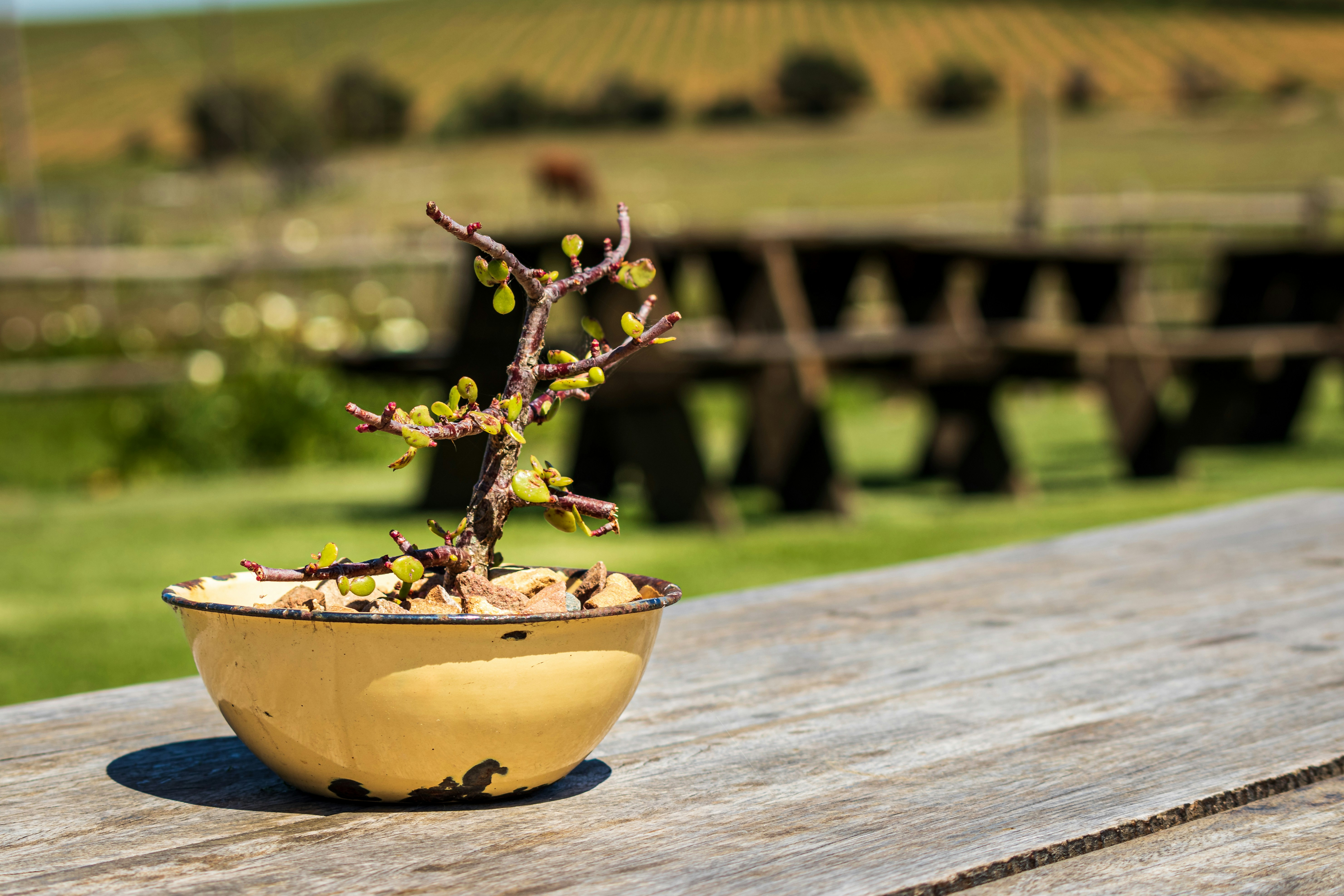 Sunlit Bonsai on Weathered Wood, Framed by a Gentle Rural Blur