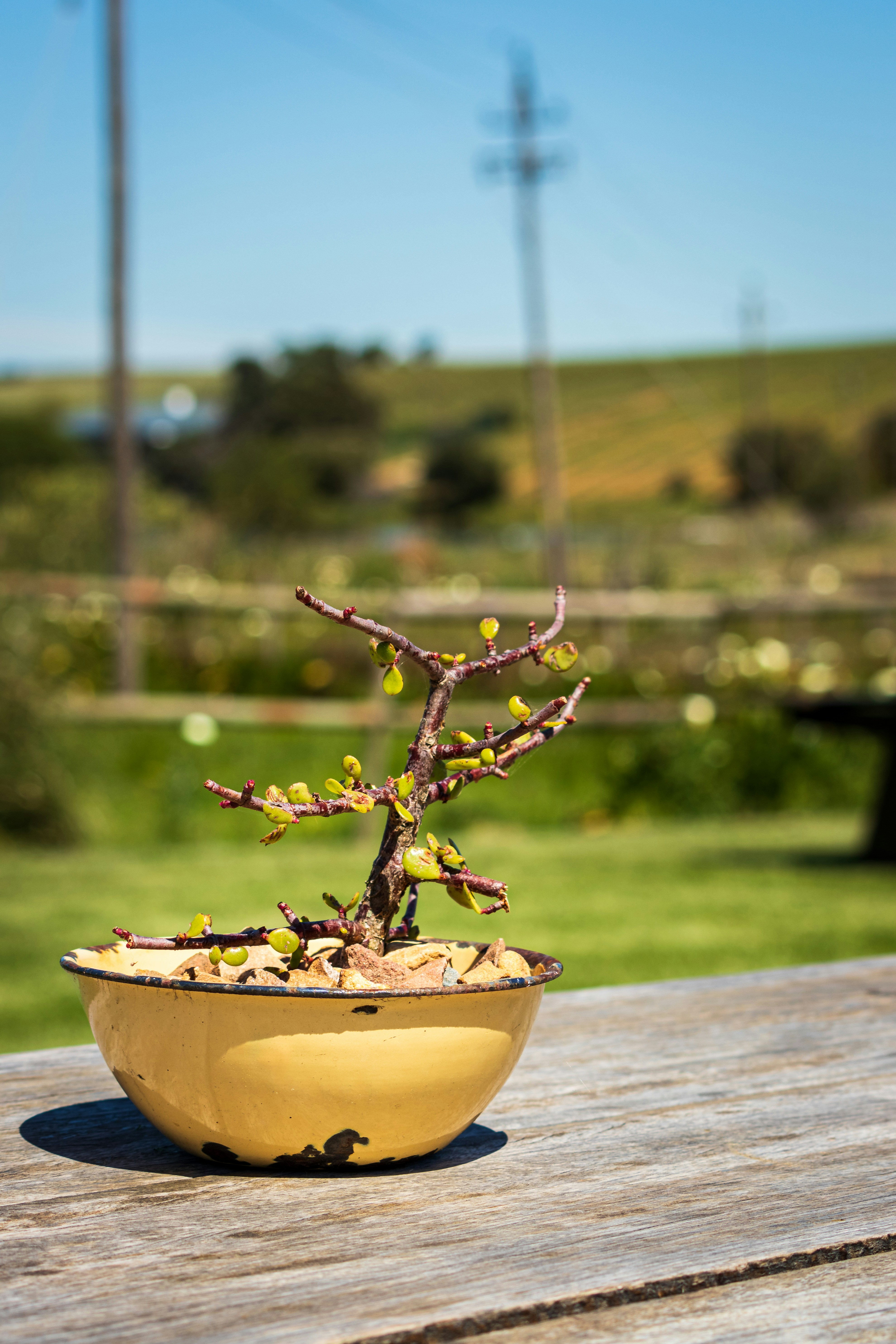 Sunlit Bonsai in a Mustard Bowl on a Weathered Table