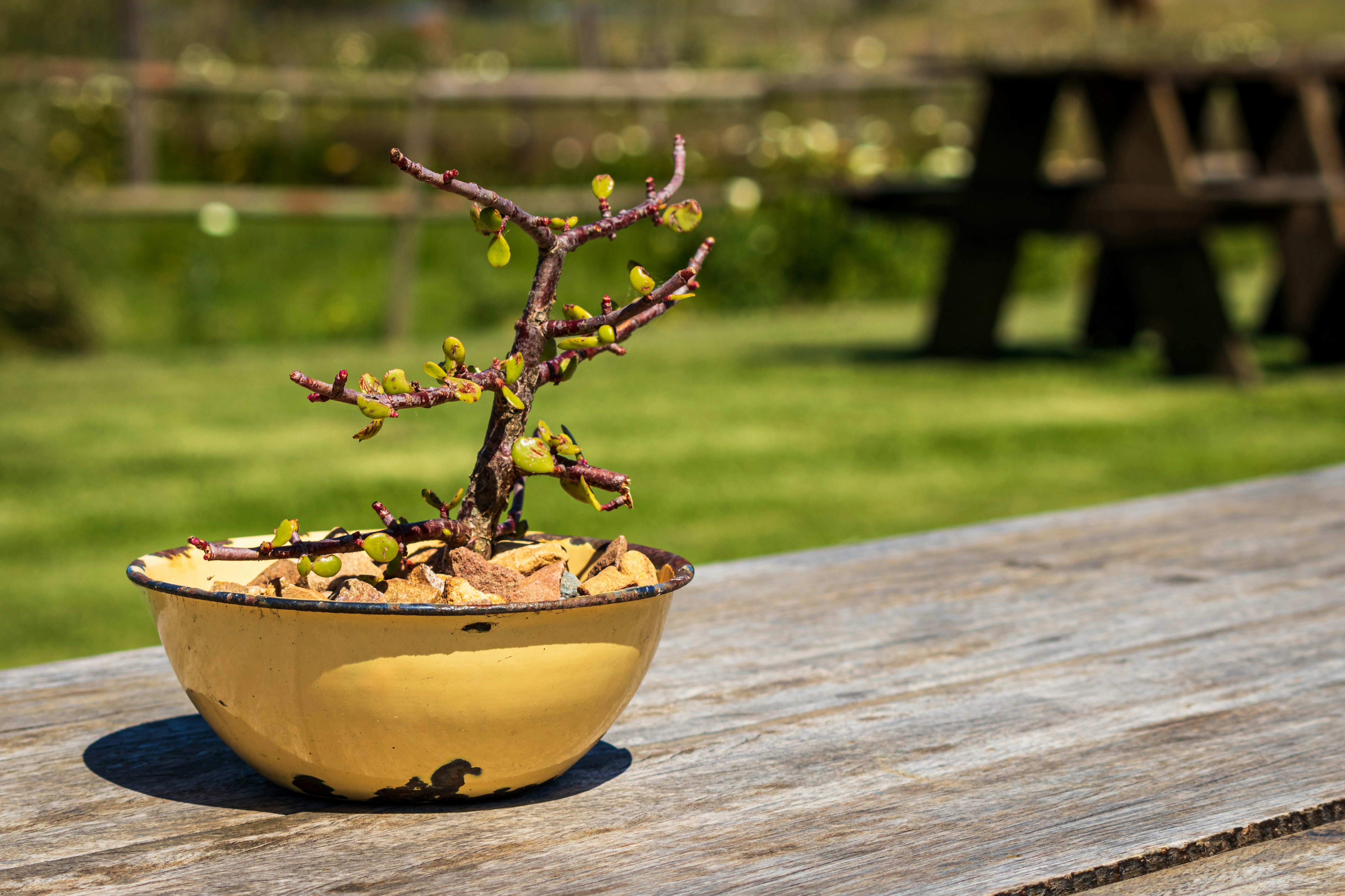 Small pot plant in yellow enamel pot on a table with a wooden fence and benches in the background 