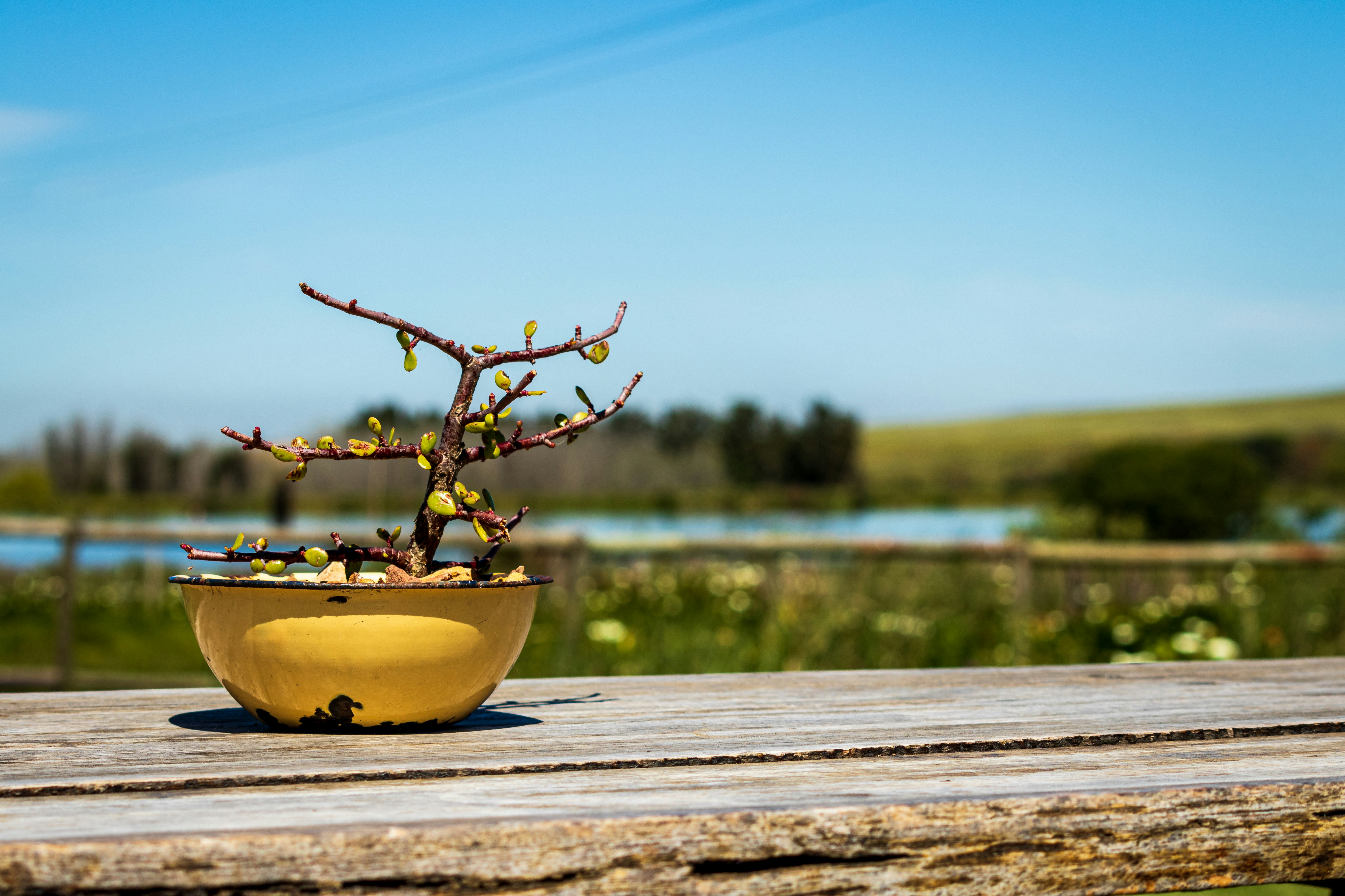 Small pot plant in yellow enamel pot on a table with a wooden fence and trees in the background 