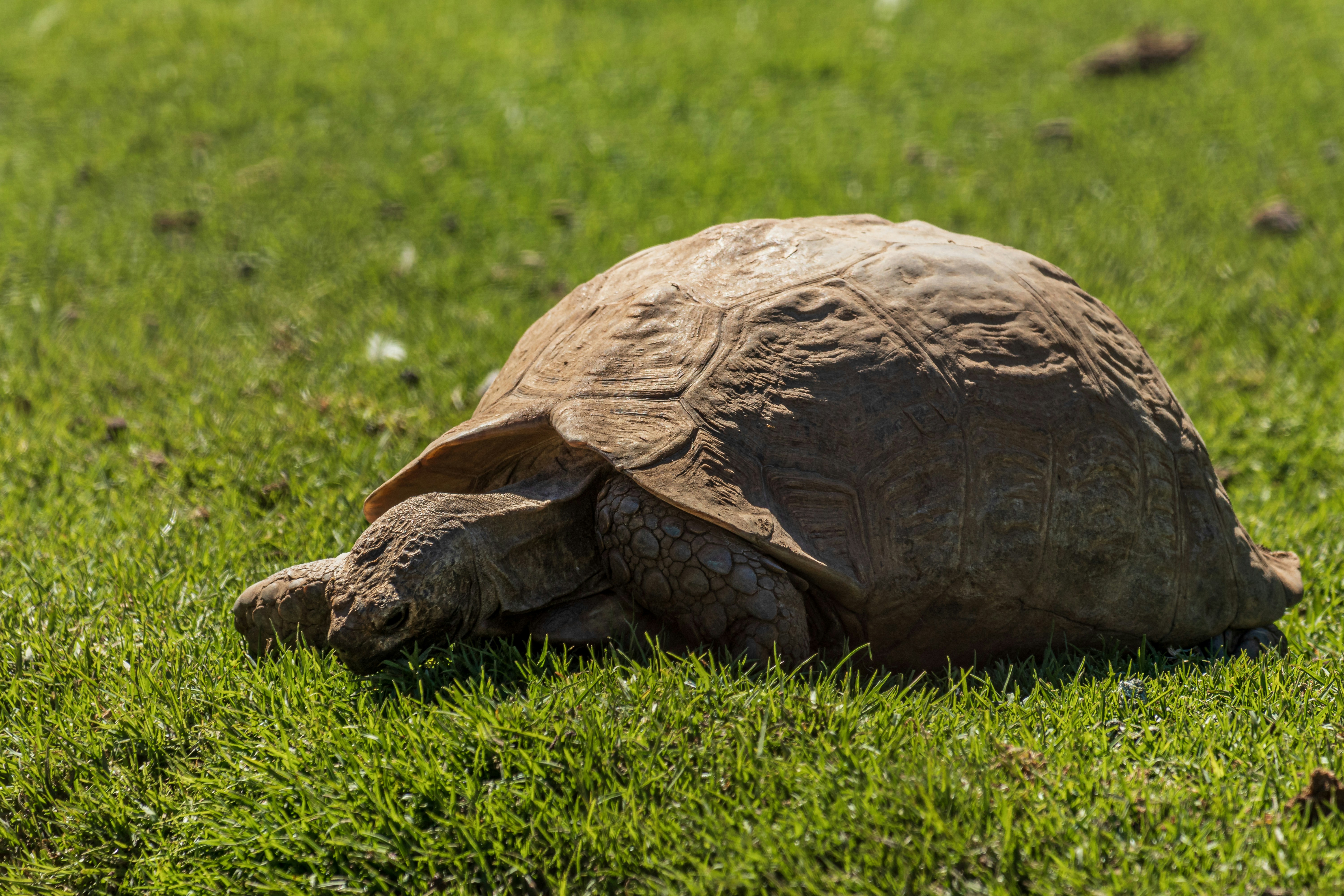Tortoise eating some grass on a hot summer day