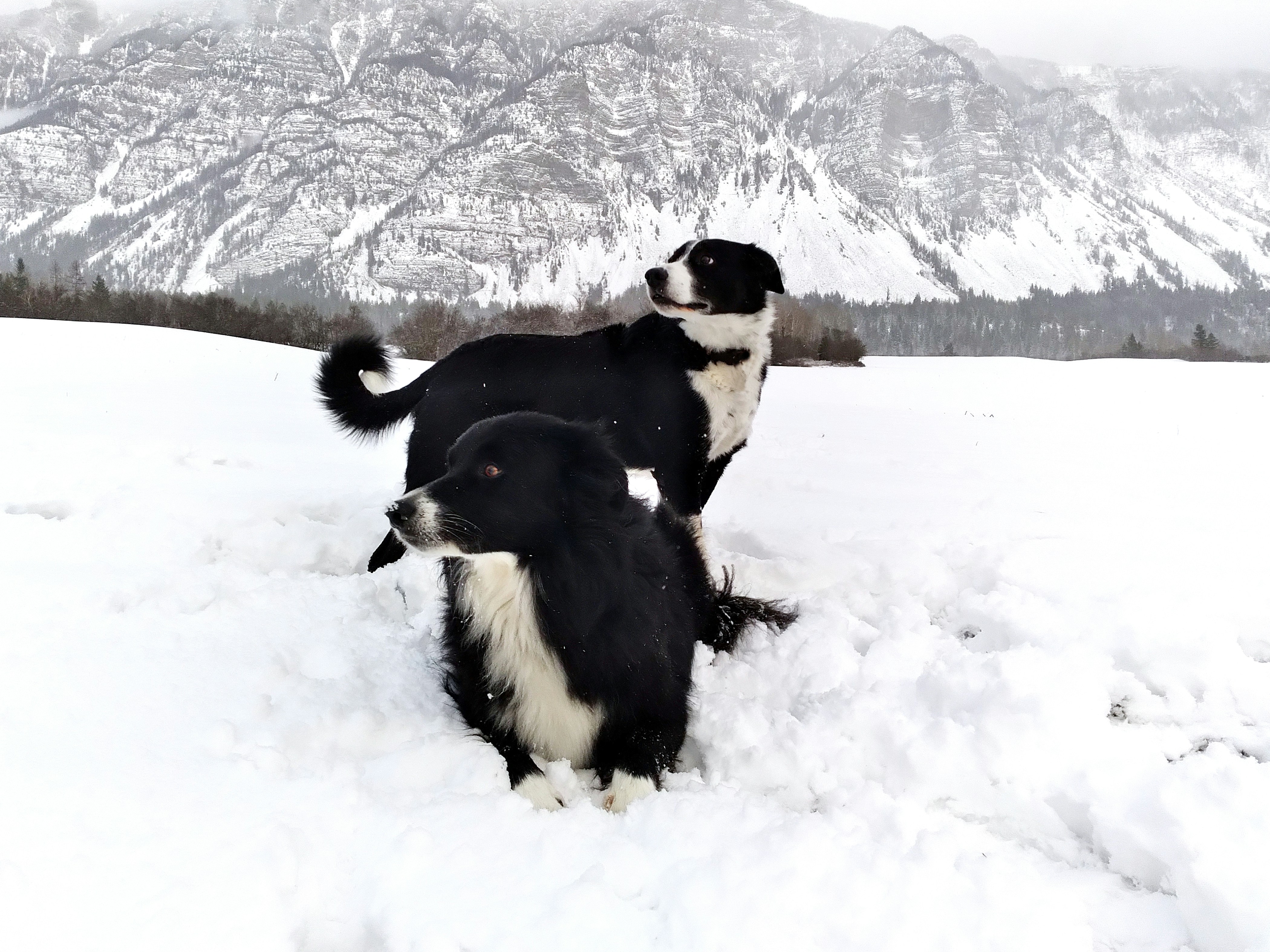 two black and white dogs standing in the snow