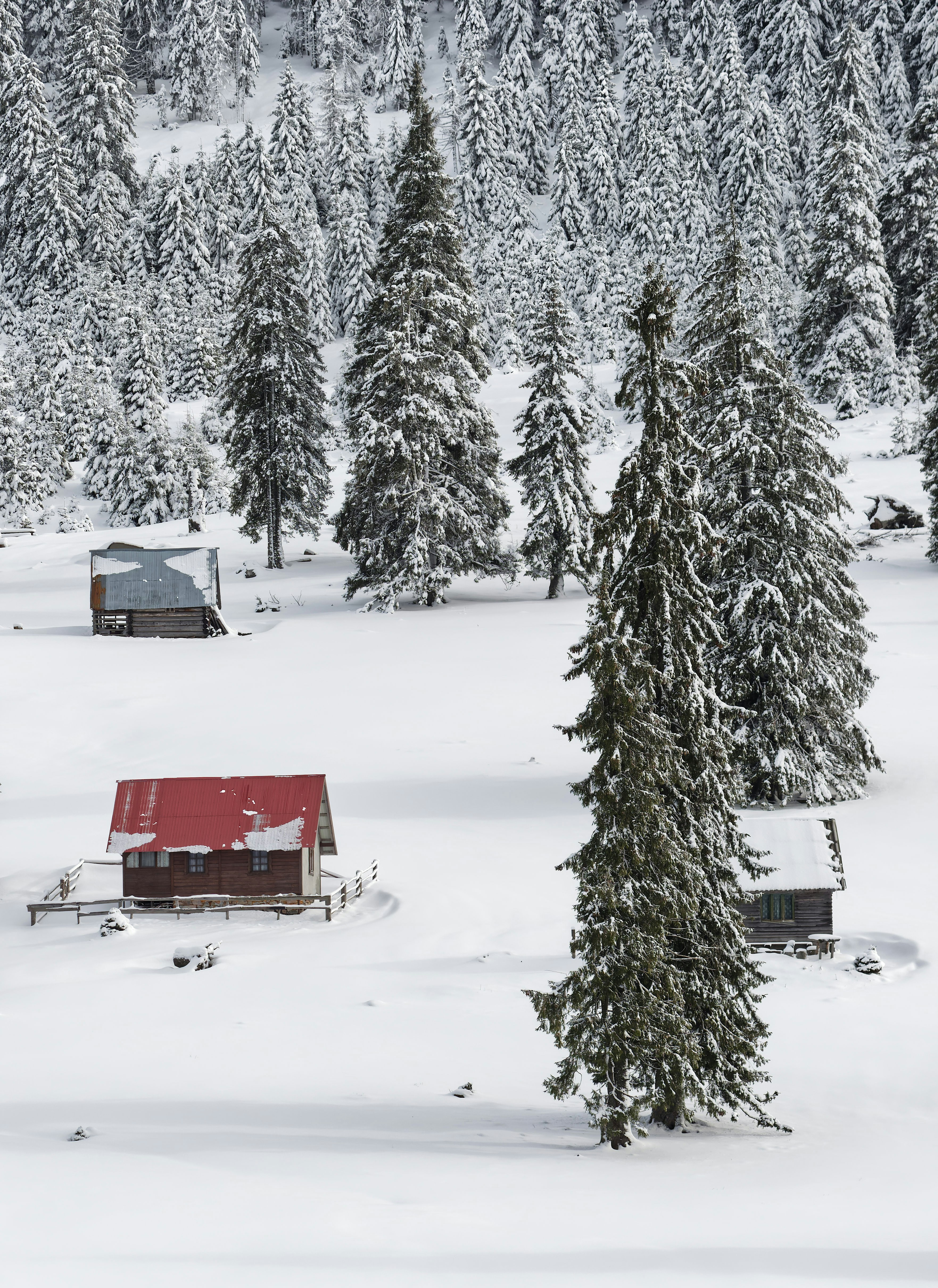 Red Roof Refuge Amid a Snowbound Evergreen Panorama