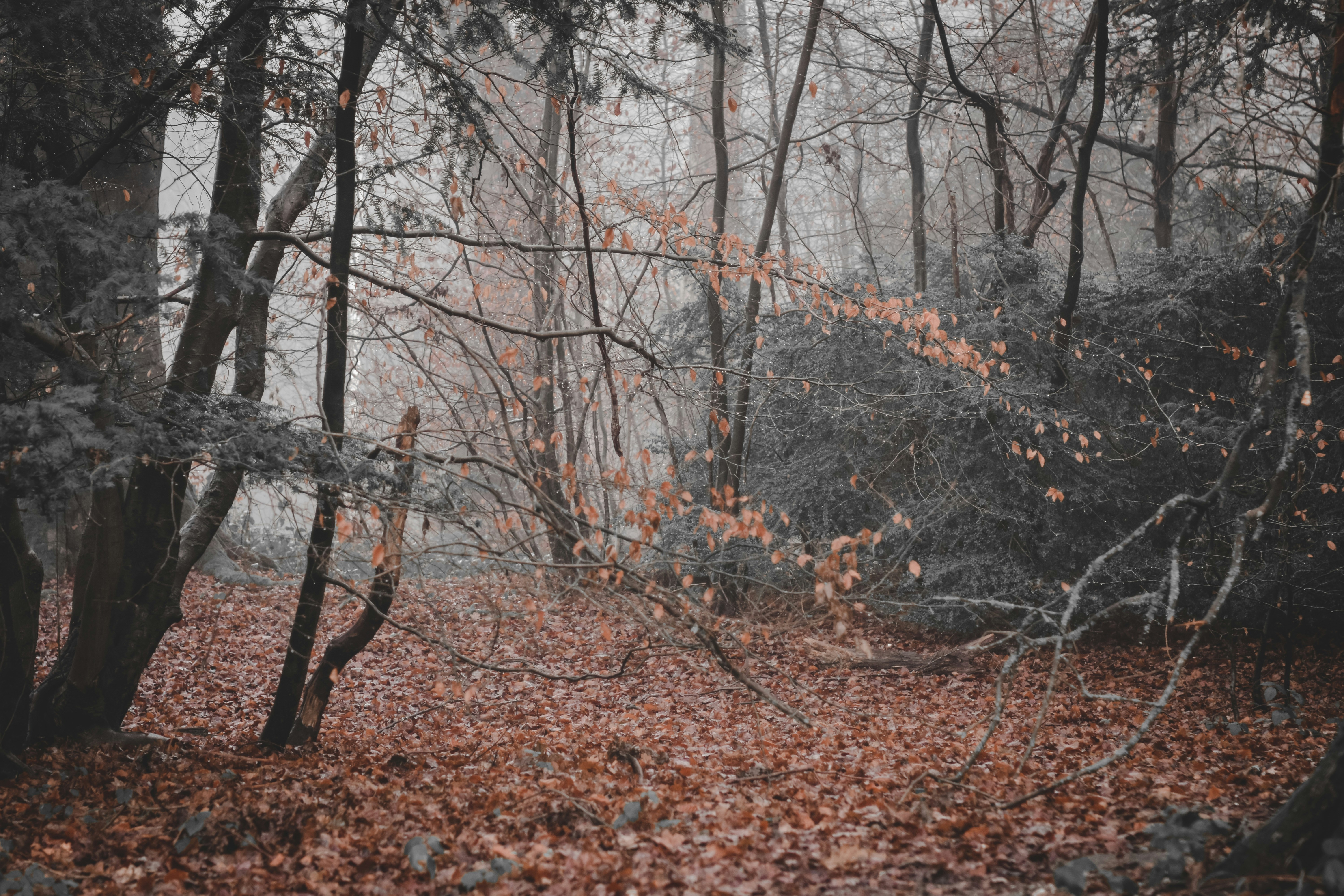 A forest filled with lots of leaf covered trees photo – Free Forest ...