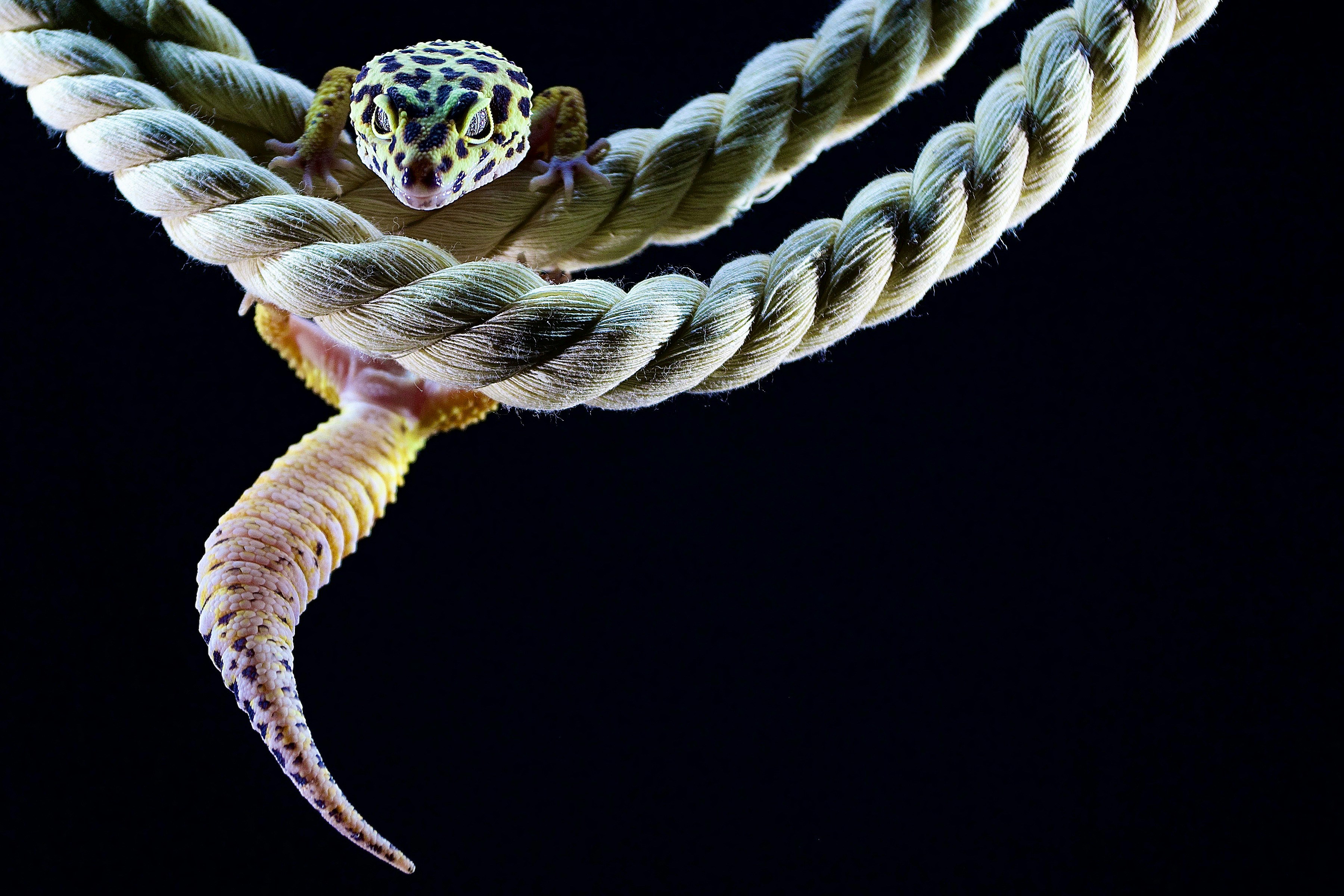 a close up of a snake on a rope
