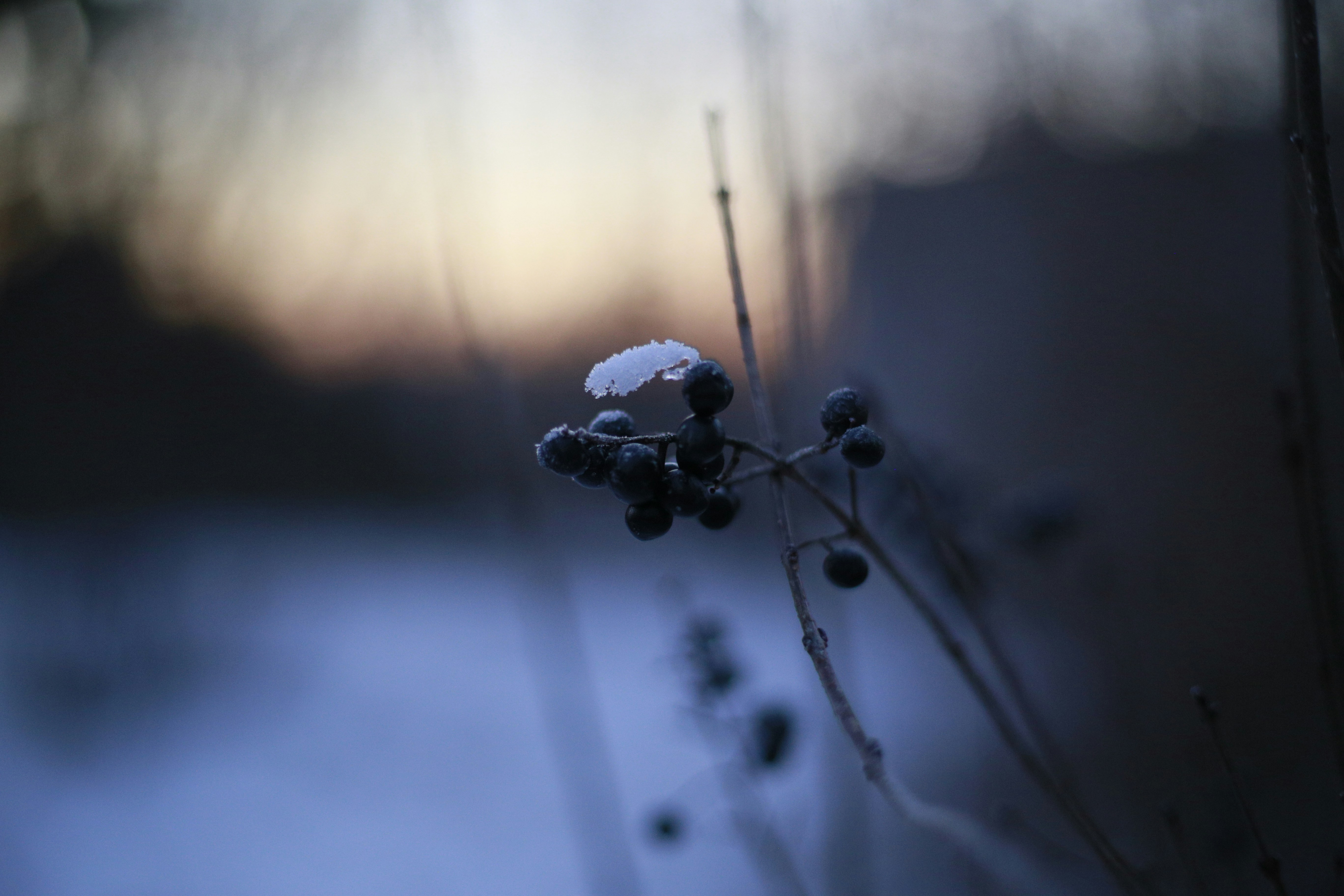 Frost-Kissed Berries in a Quiet Winter Glow