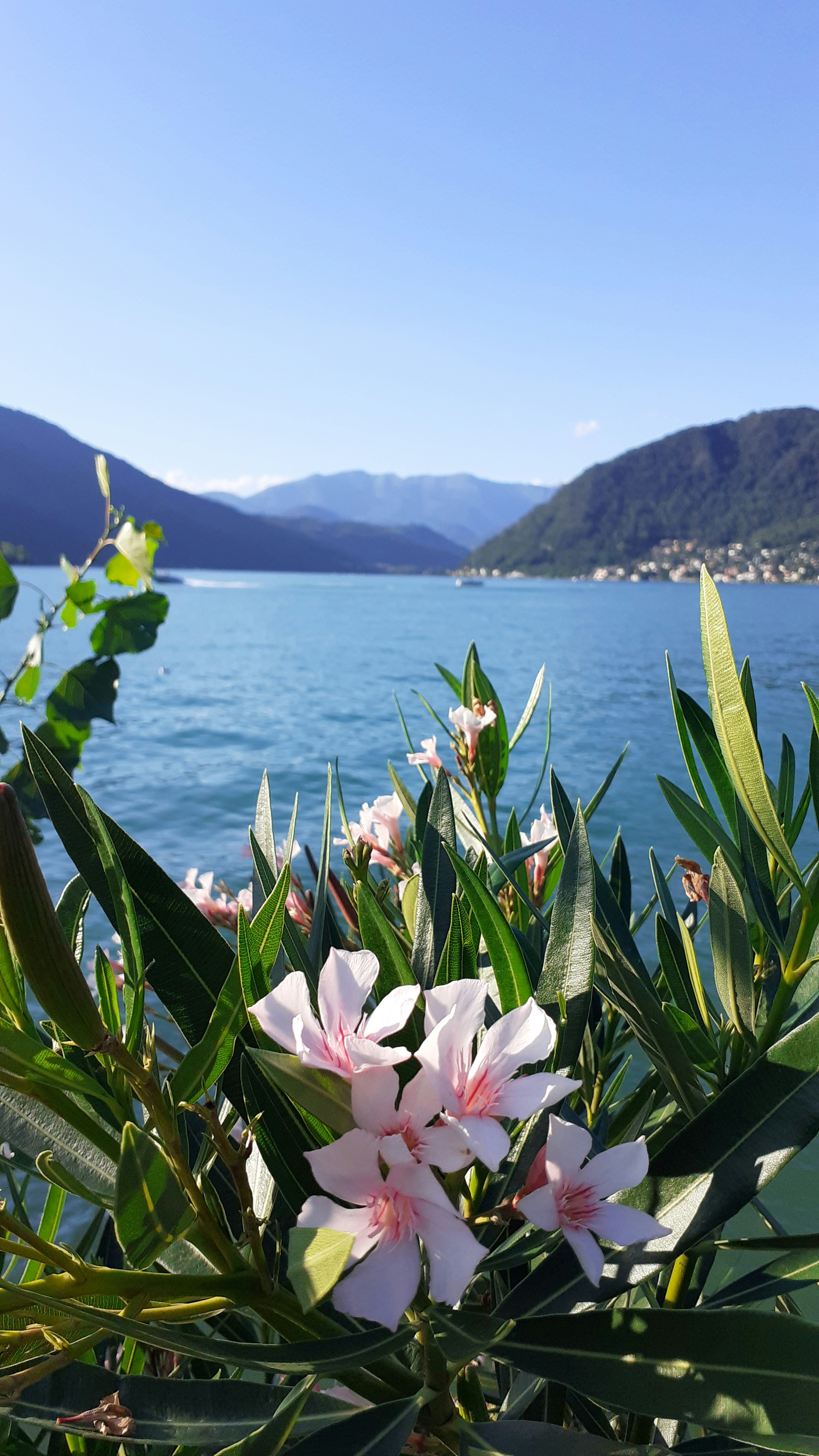 Close-up of pale pink blossoms in the foreground with a turquoise lake and distant mountains under a clear blue sky.