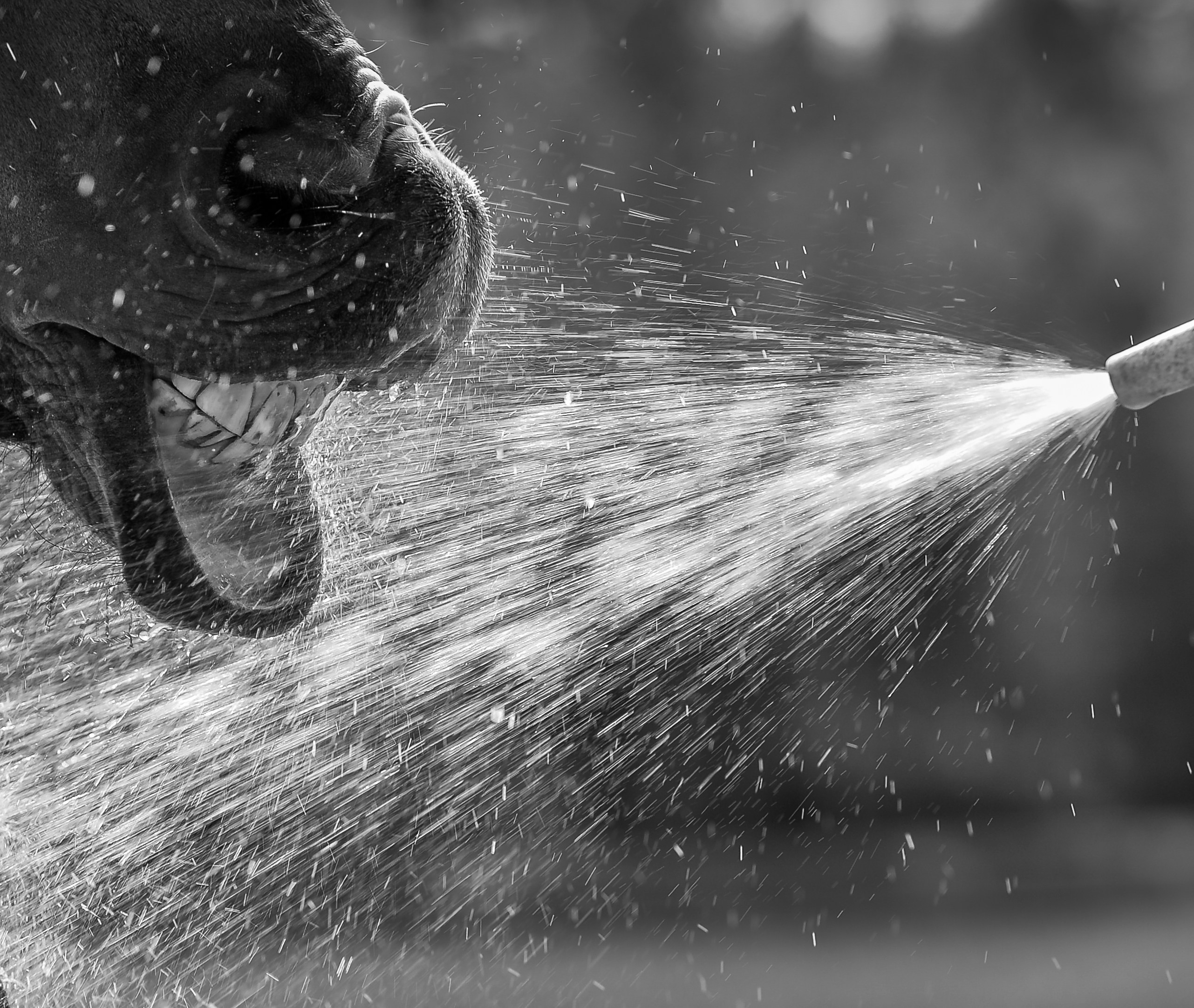 Spray of Breath: A Close Shout of Water and Tongue