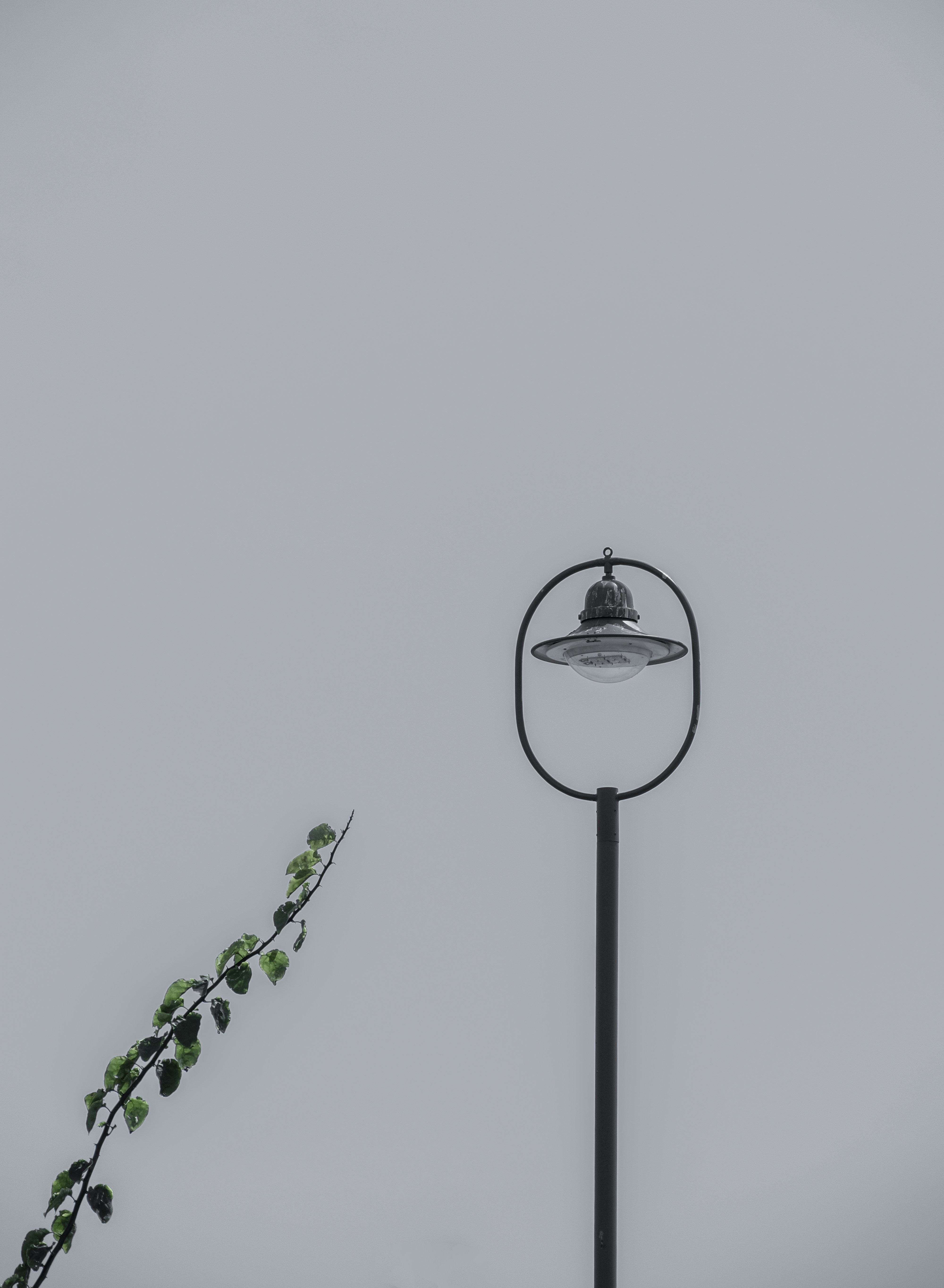 The Quiet Arc: Lantern in a Pale Wall, Framed by a Vine