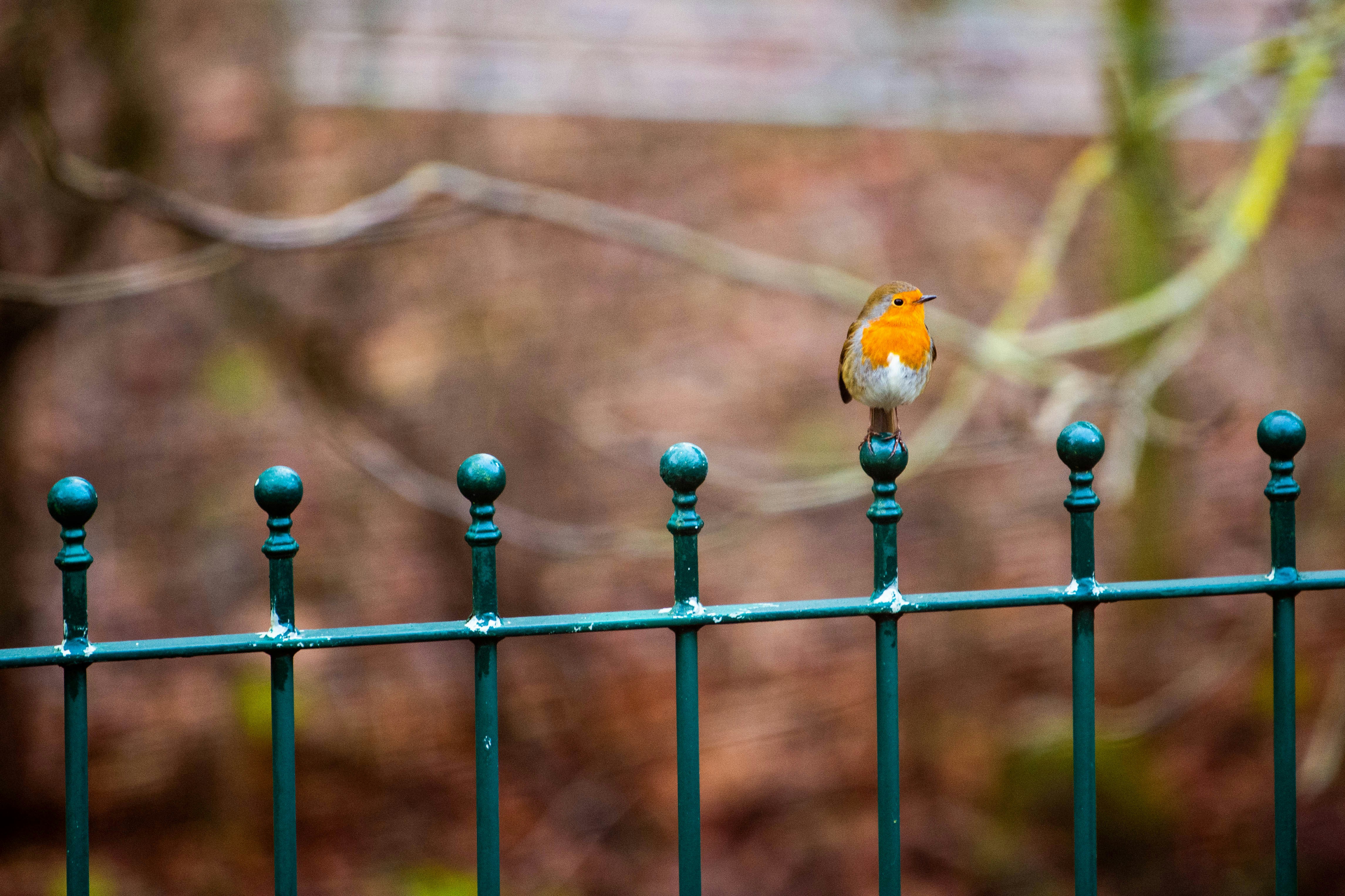 A small bird perched on a decorative fence against a blurred natural backdrop, showcasing its vibrant plumage.