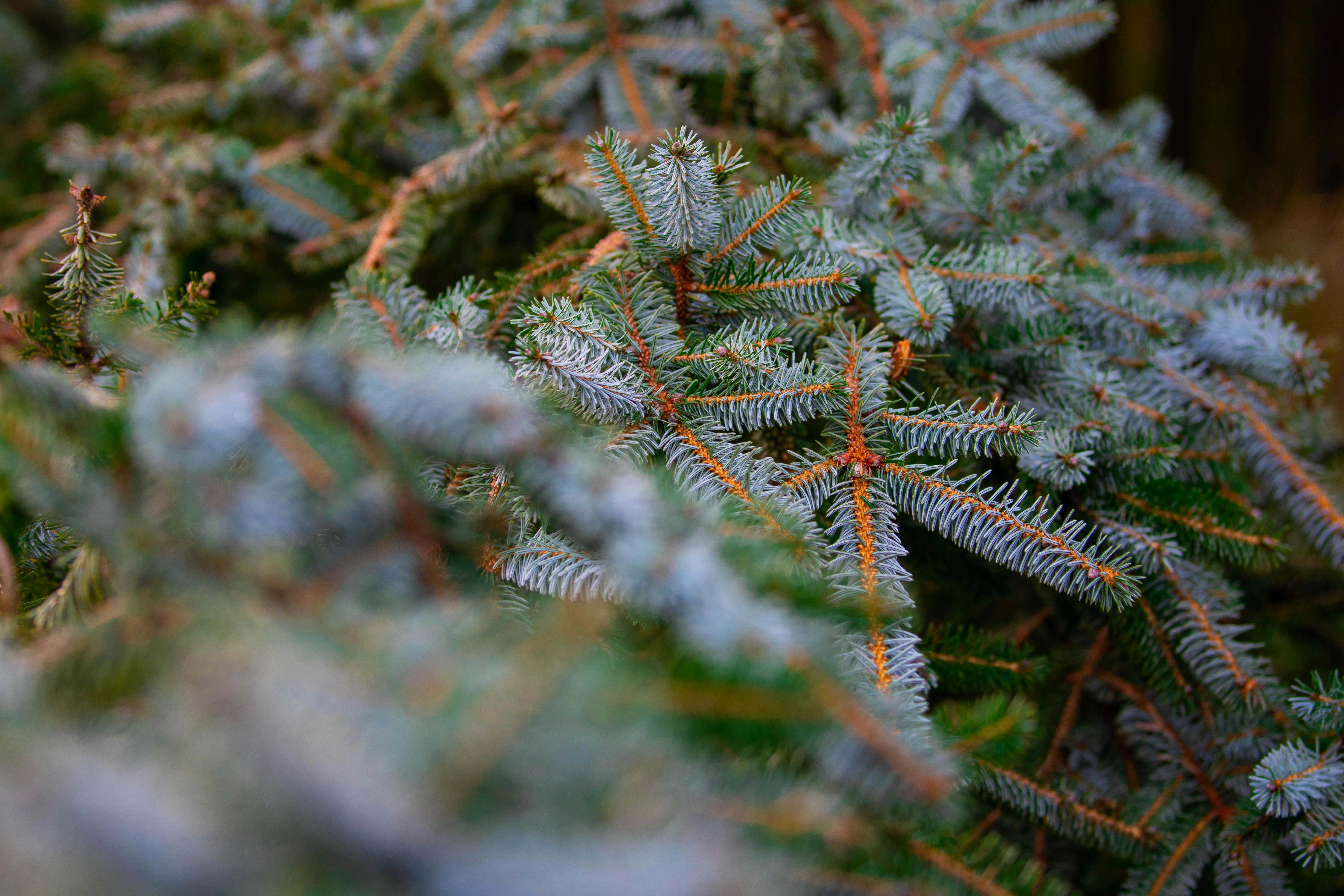 Frosted Pine Needles in Soft Focus