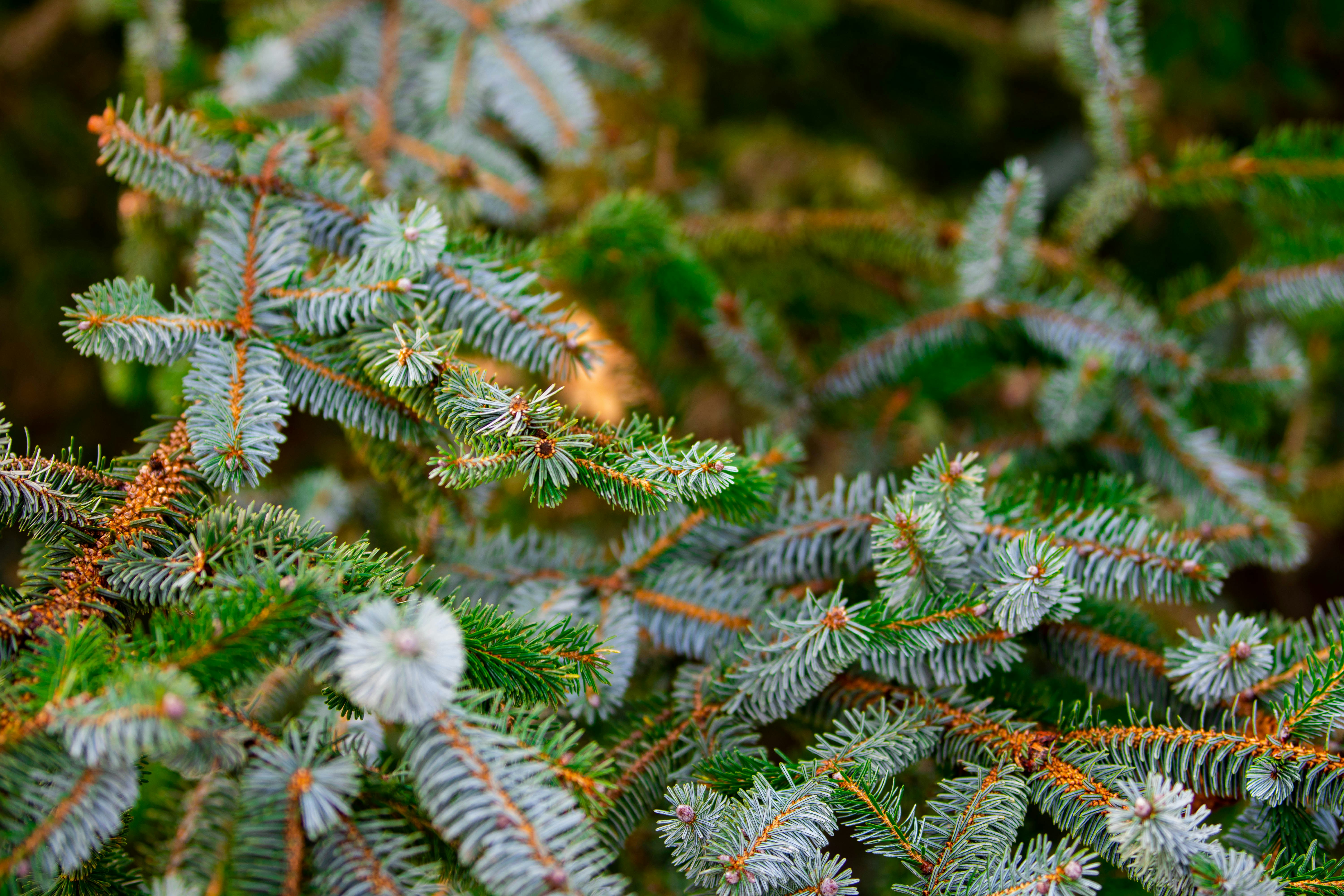Frost-Kissed Spruce: Close-Up of Blue-Green Needles in Soft Bokeh
