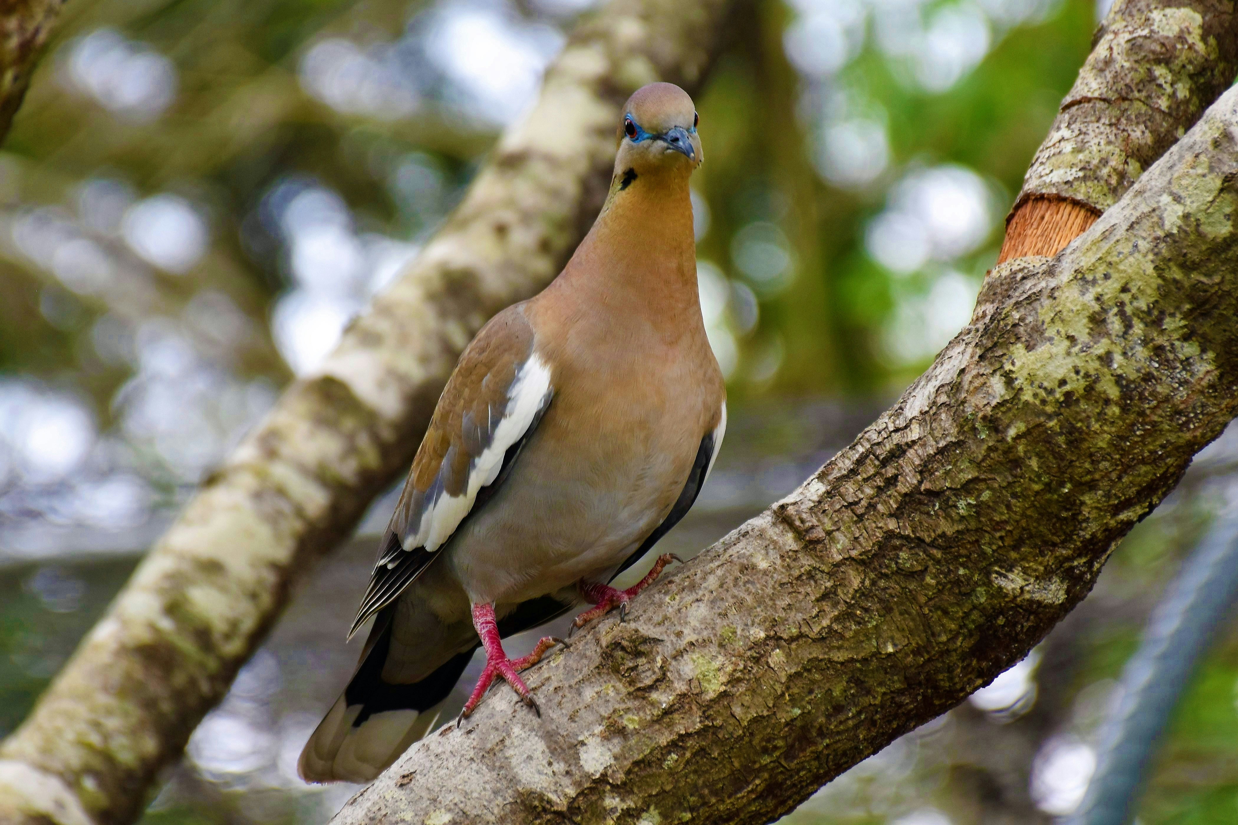 The dove sitting in a tree is a peaceful and relaxing sight.  