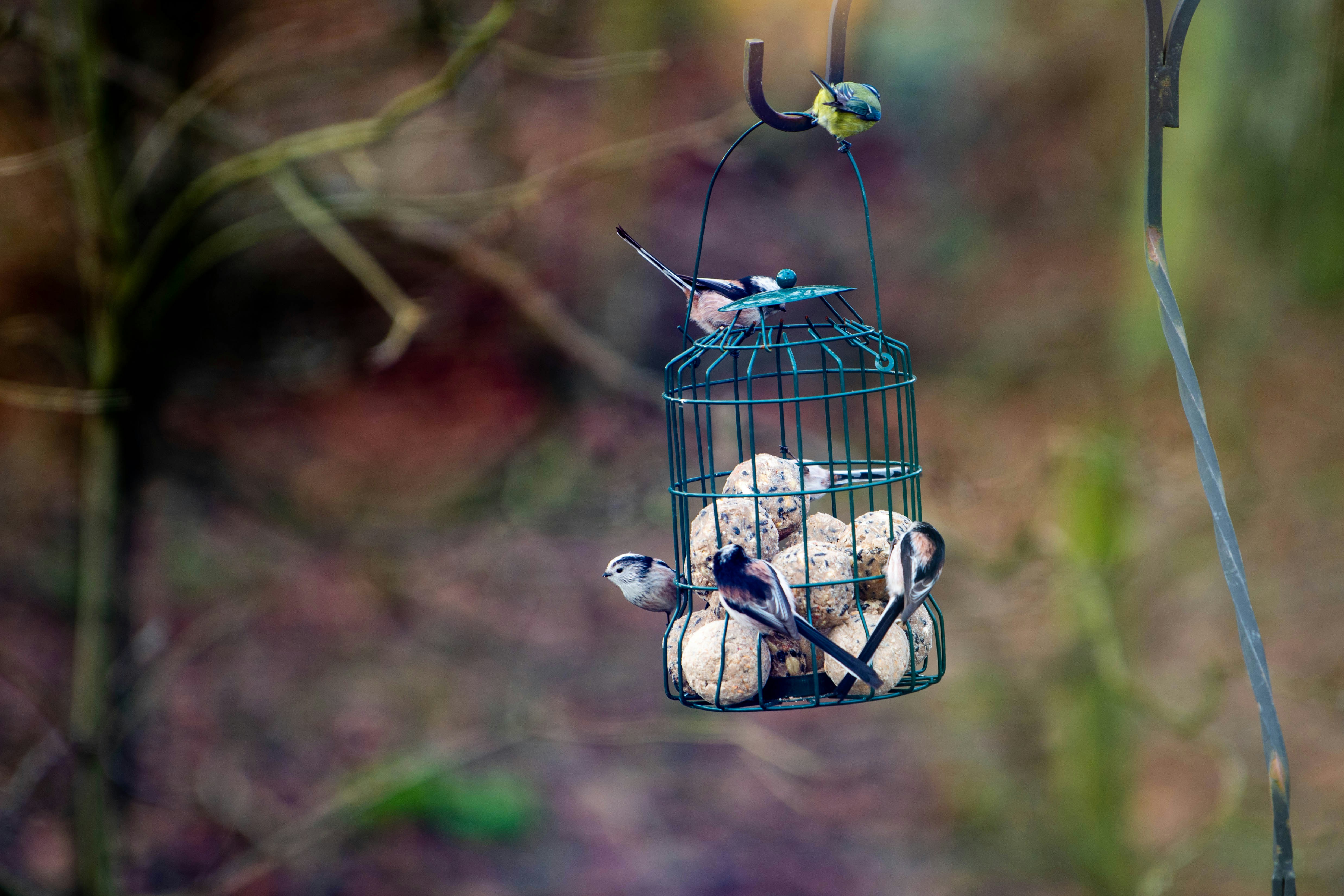 A Tiny Symphony at the Hanging Seed Feeder