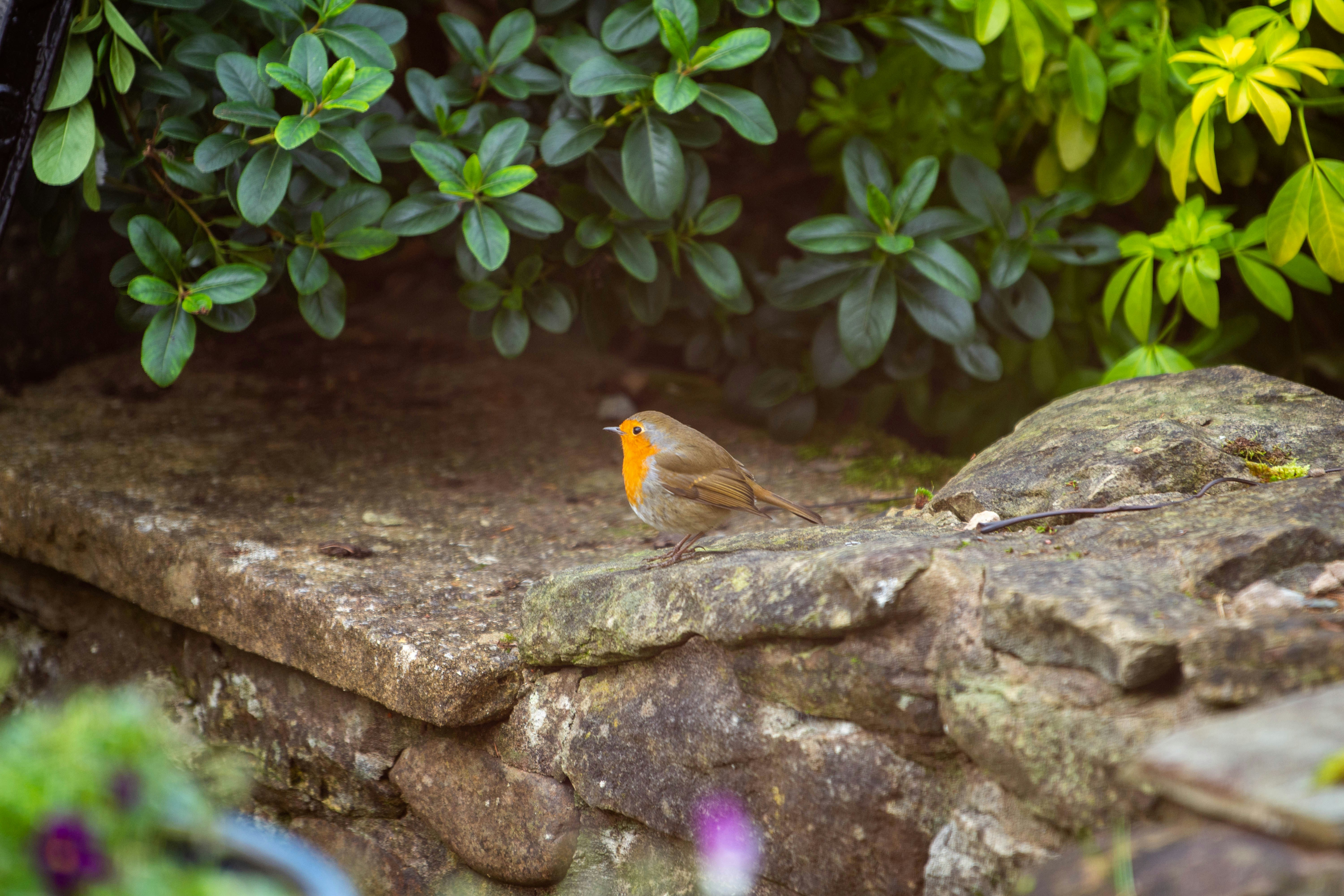 A Moment of Stillness: The Garden's Feathered Guardian