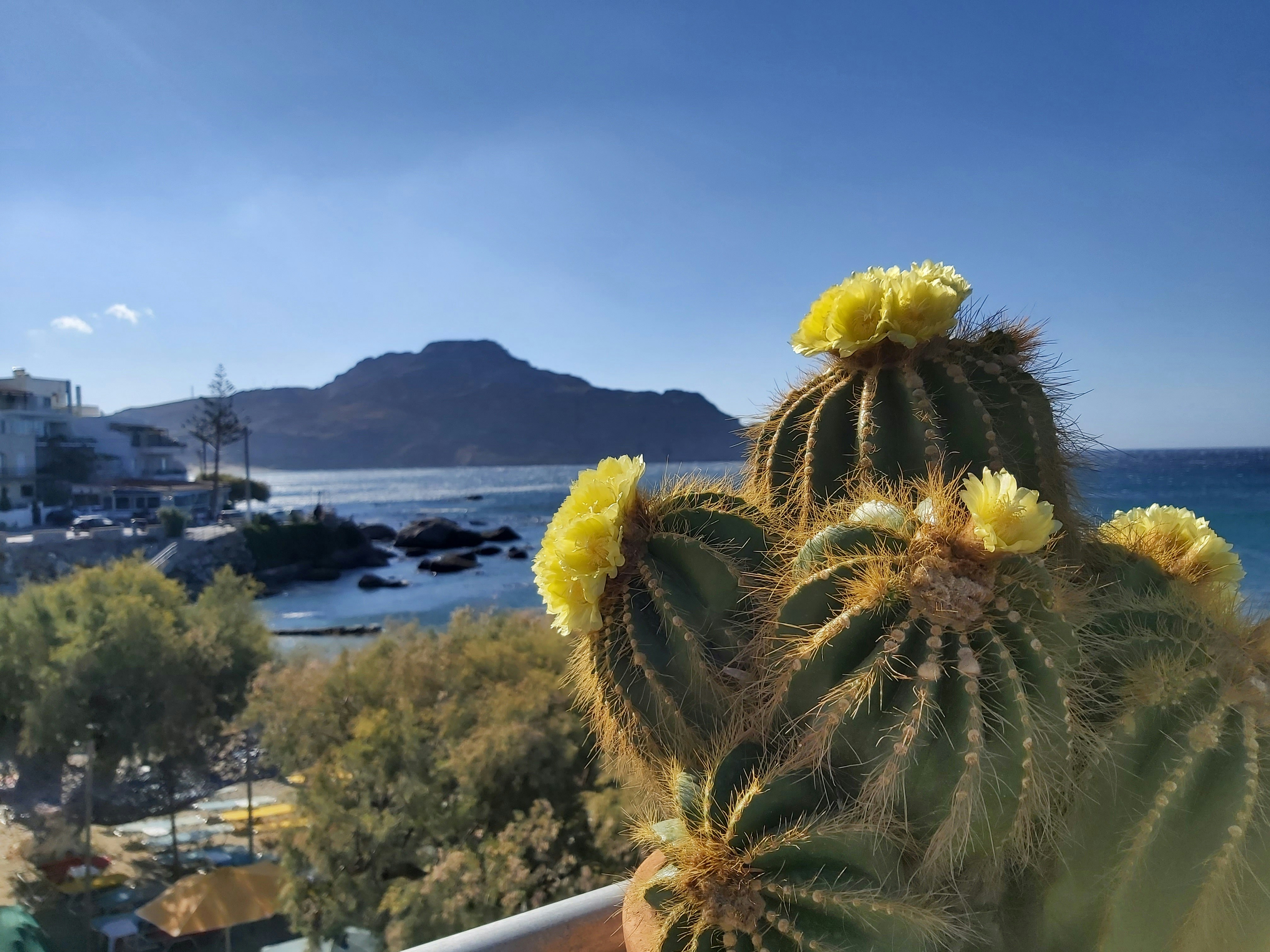 Cactus adorned with bright yellow flowers in the foreground, overlooking a tranquil coastal scene with mountains in the background.