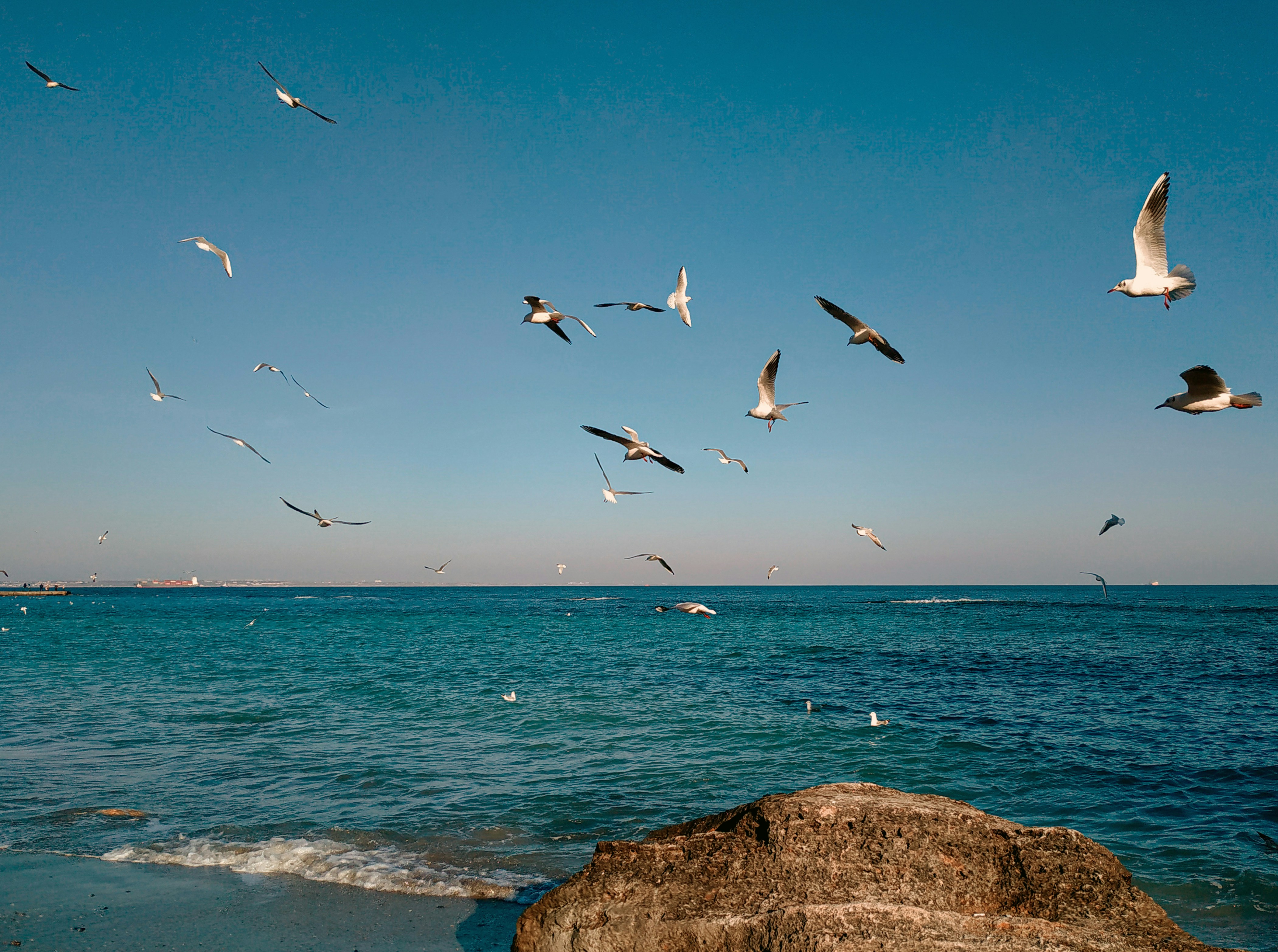Flock of seabirds soaring above a serene ocean, with a rocky shoreline in the foreground. The clear blue sky enhances the coastal ambiance.