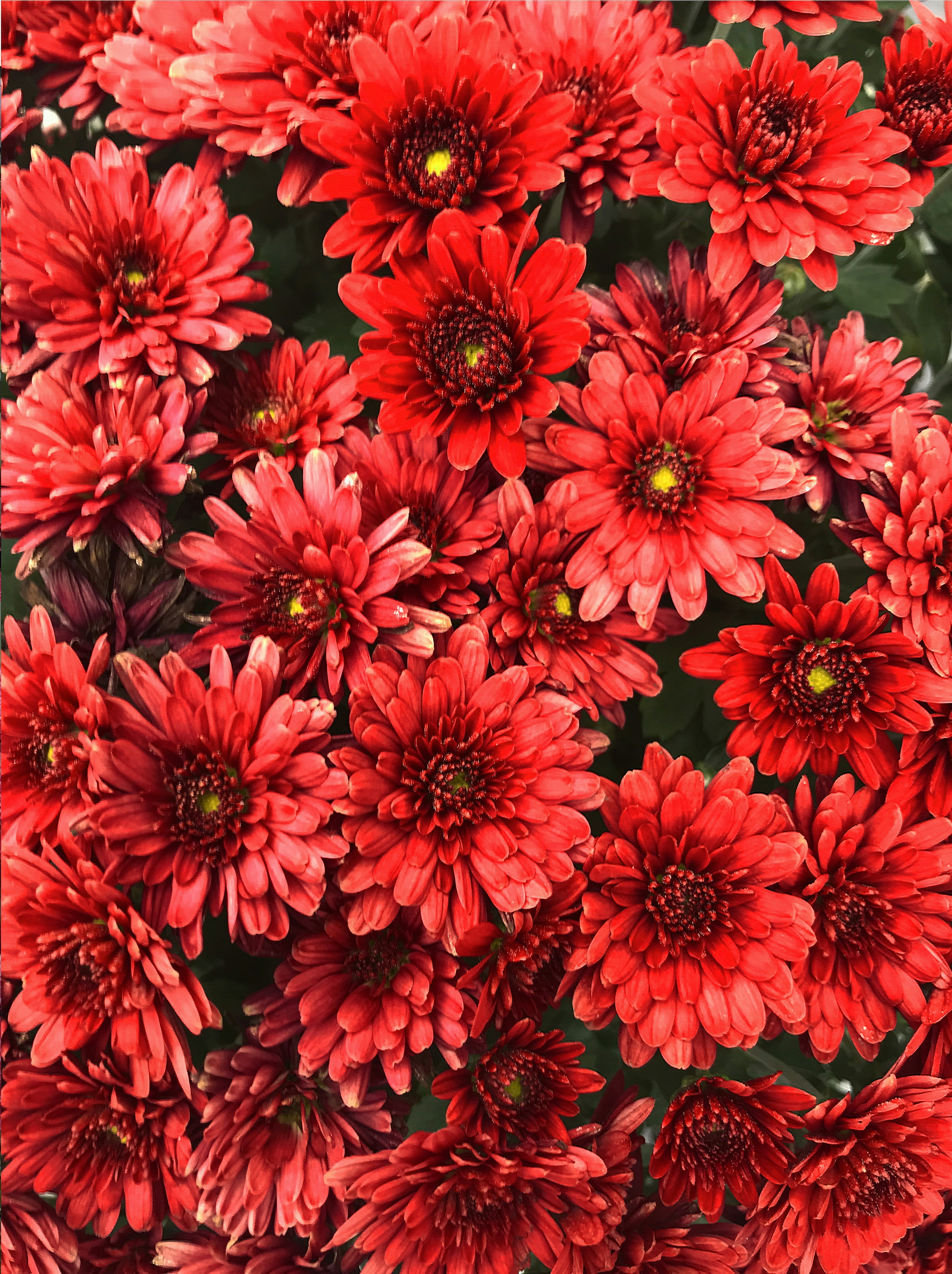 Un bouquet de fleurs rouges qui sont dans un vase photo – Photo Fleur ...