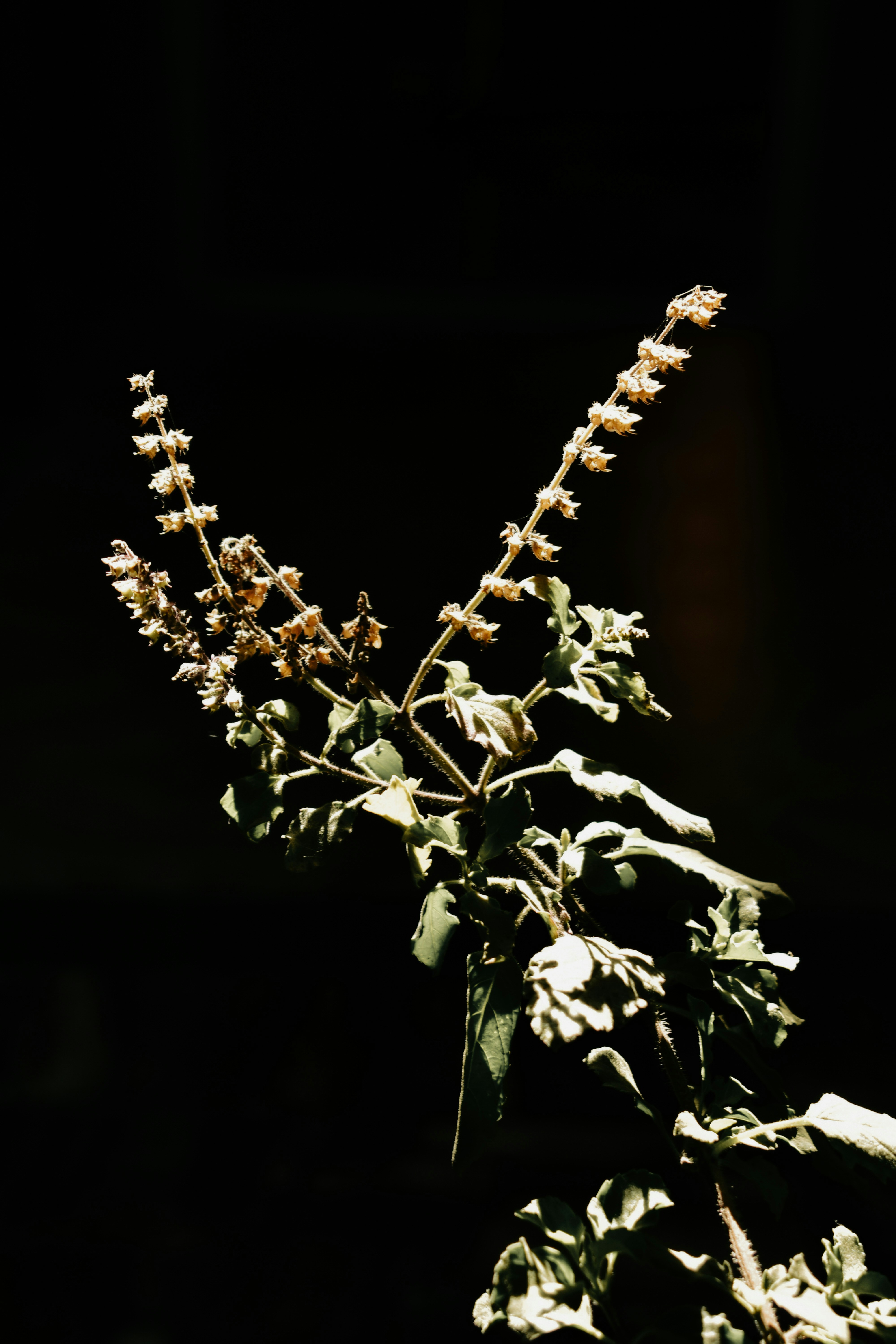 Delicate basil flowers illuminated against a dark backdrop, showcasing their intricate details and vibrant colors.
