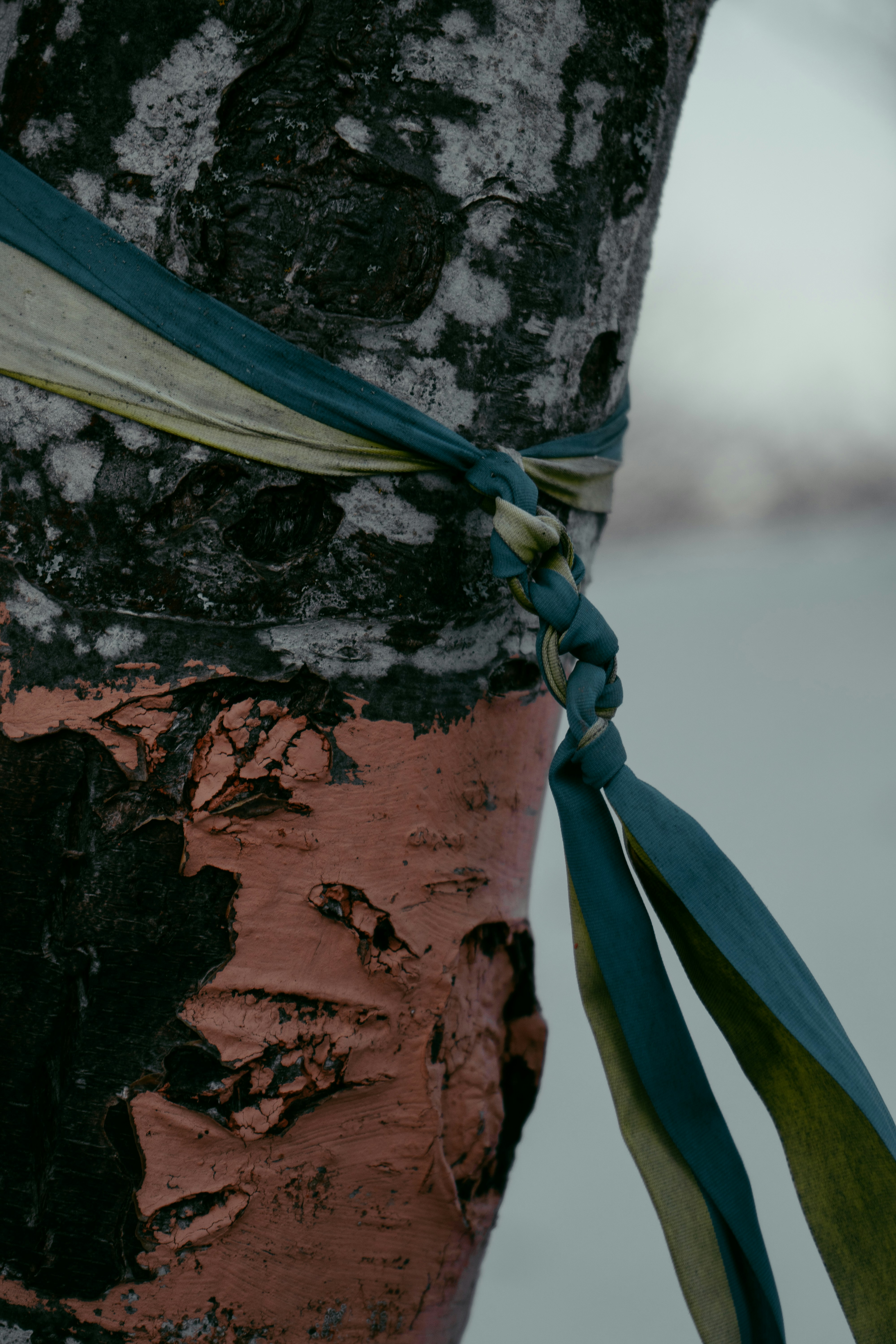 Close-up of a tree trunk with colorful ribbons tied around it, showcasing the textured bark and vibrant colors against a muted background.