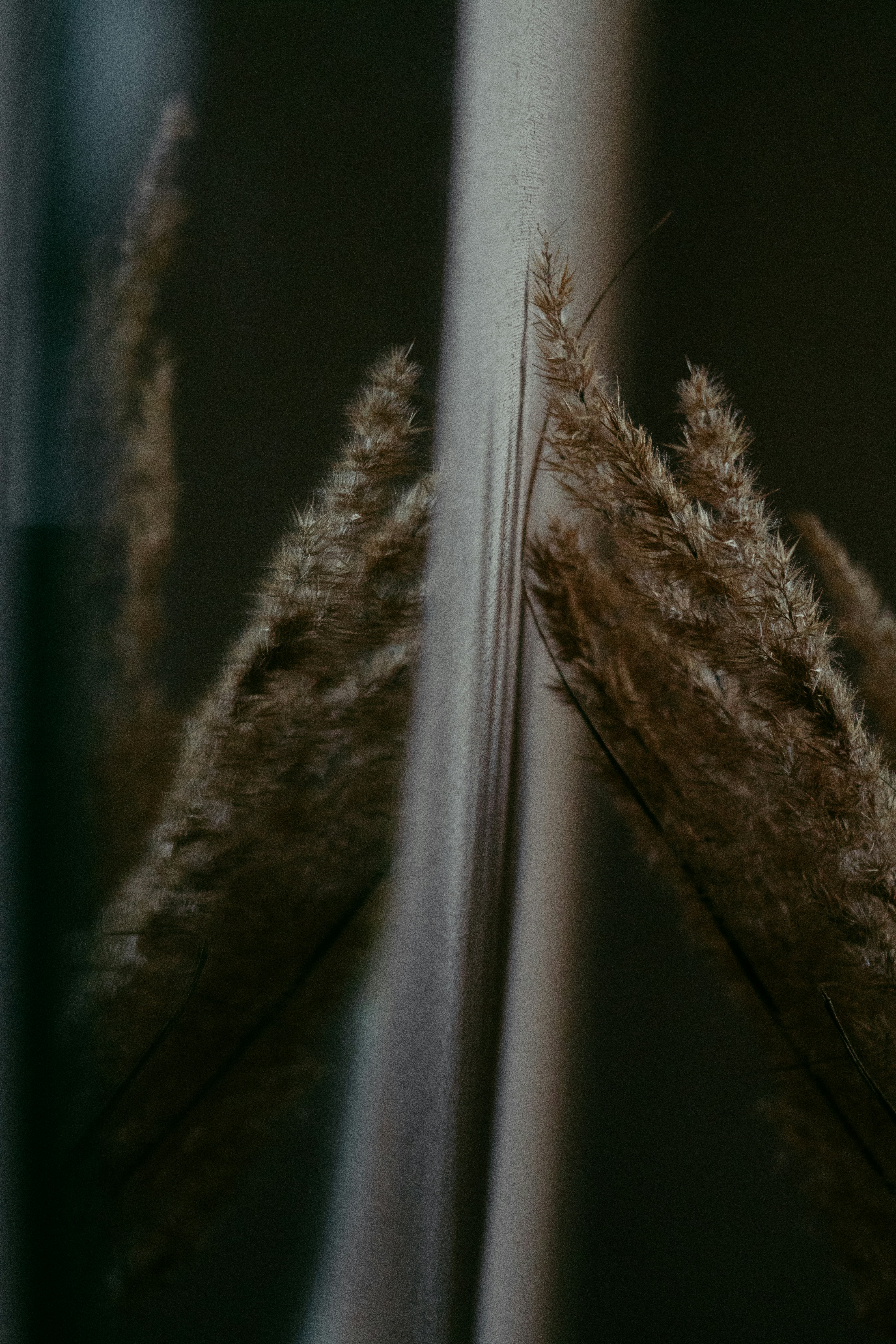 Edges of Stillness: Foxtails in a Narrow Glass Gap
